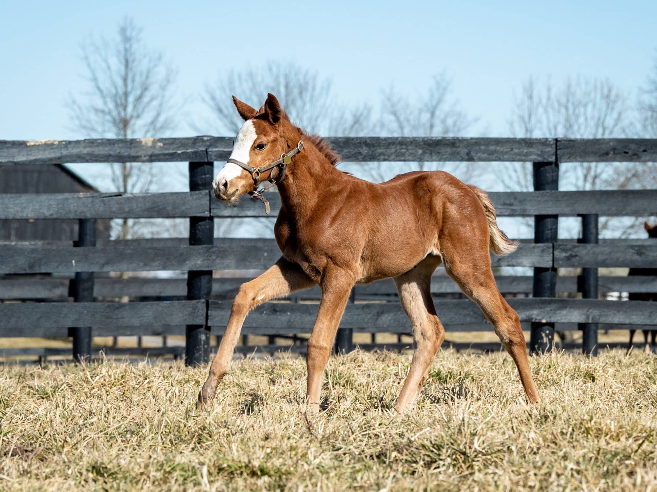 Thousand Words - Thoroughbred Stallion at Spendthrift Farm, KY