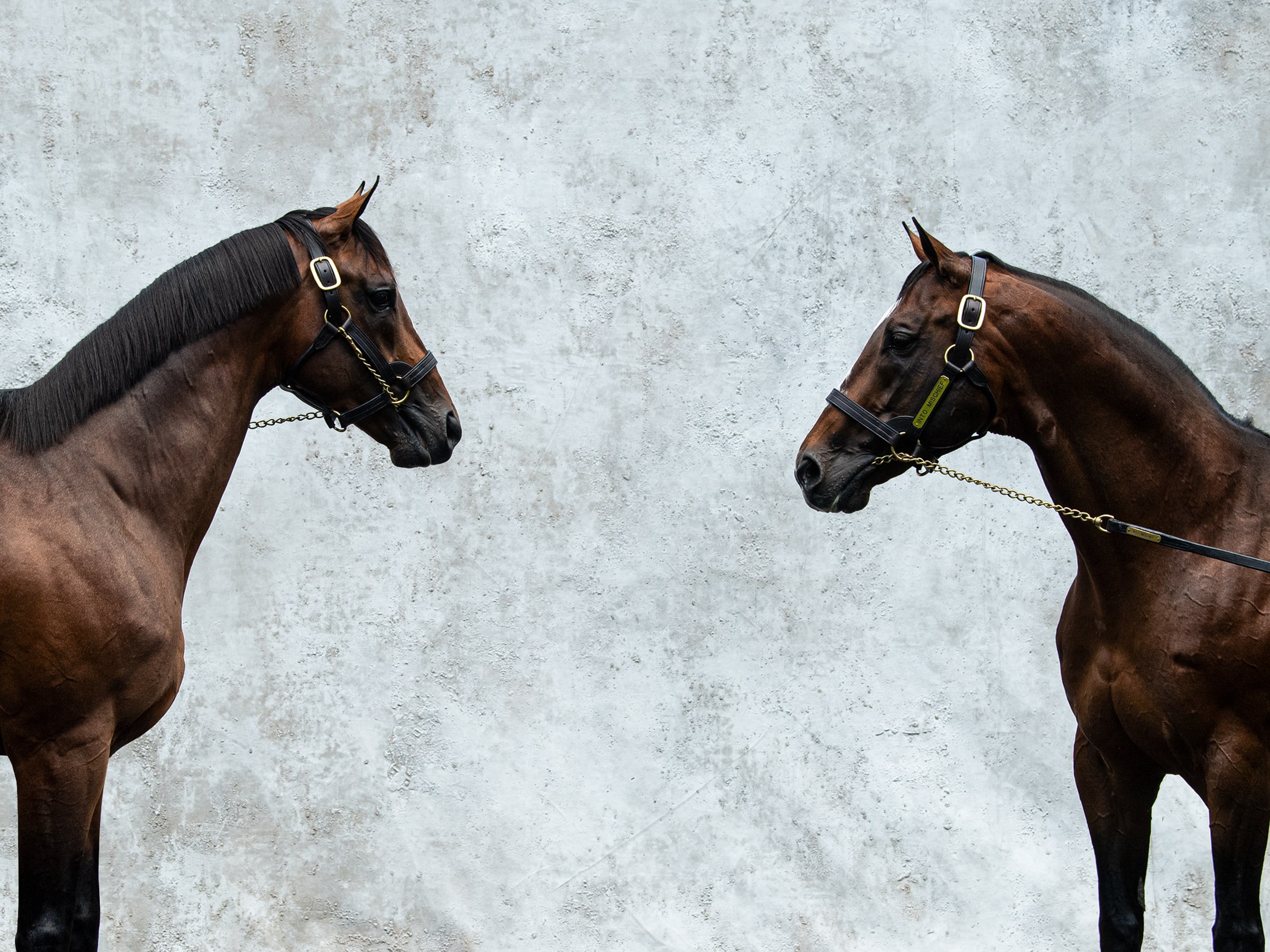 Spendthrift announces '22 stallion roster & fees, featuring 4 new ...