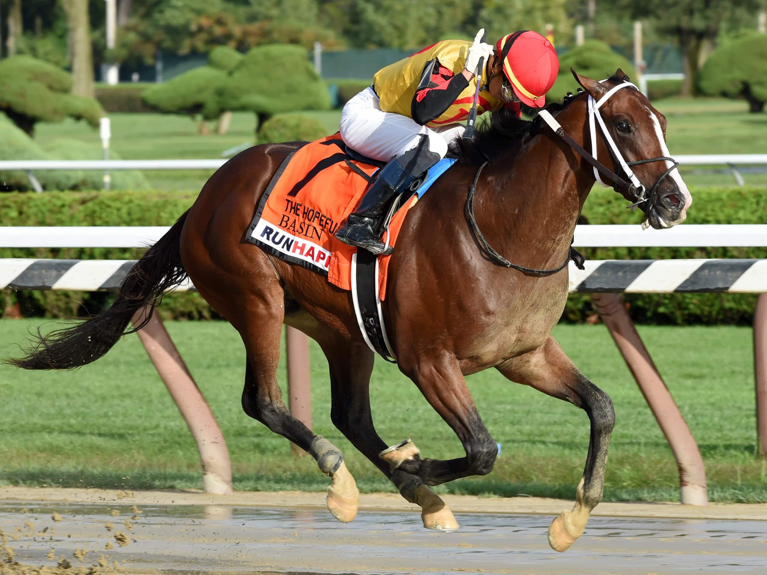 Basin Thoroughbred Stallion At Spendthrift Farm KY