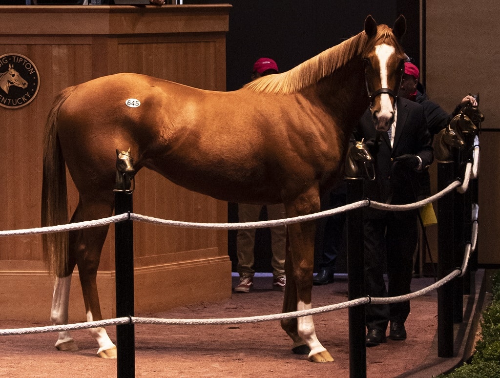 Free Drop Billy filly hammers for $180,000 Wednesday at F-T ...