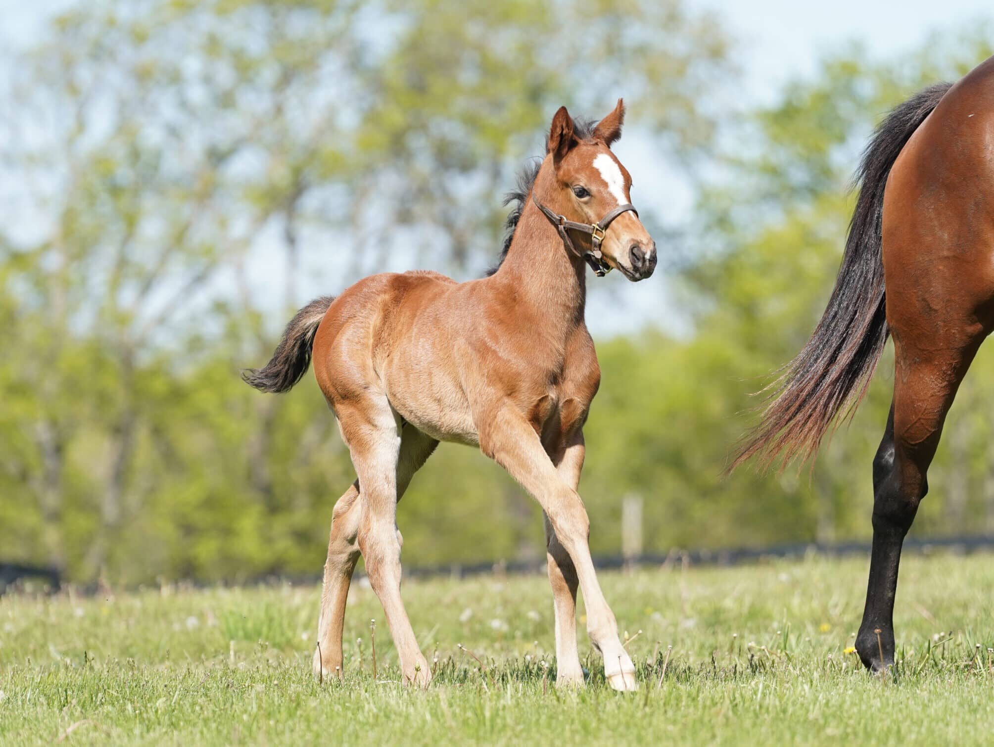 By My Standards - Thoroughbred Stallion at Spendthrift Farm, KY