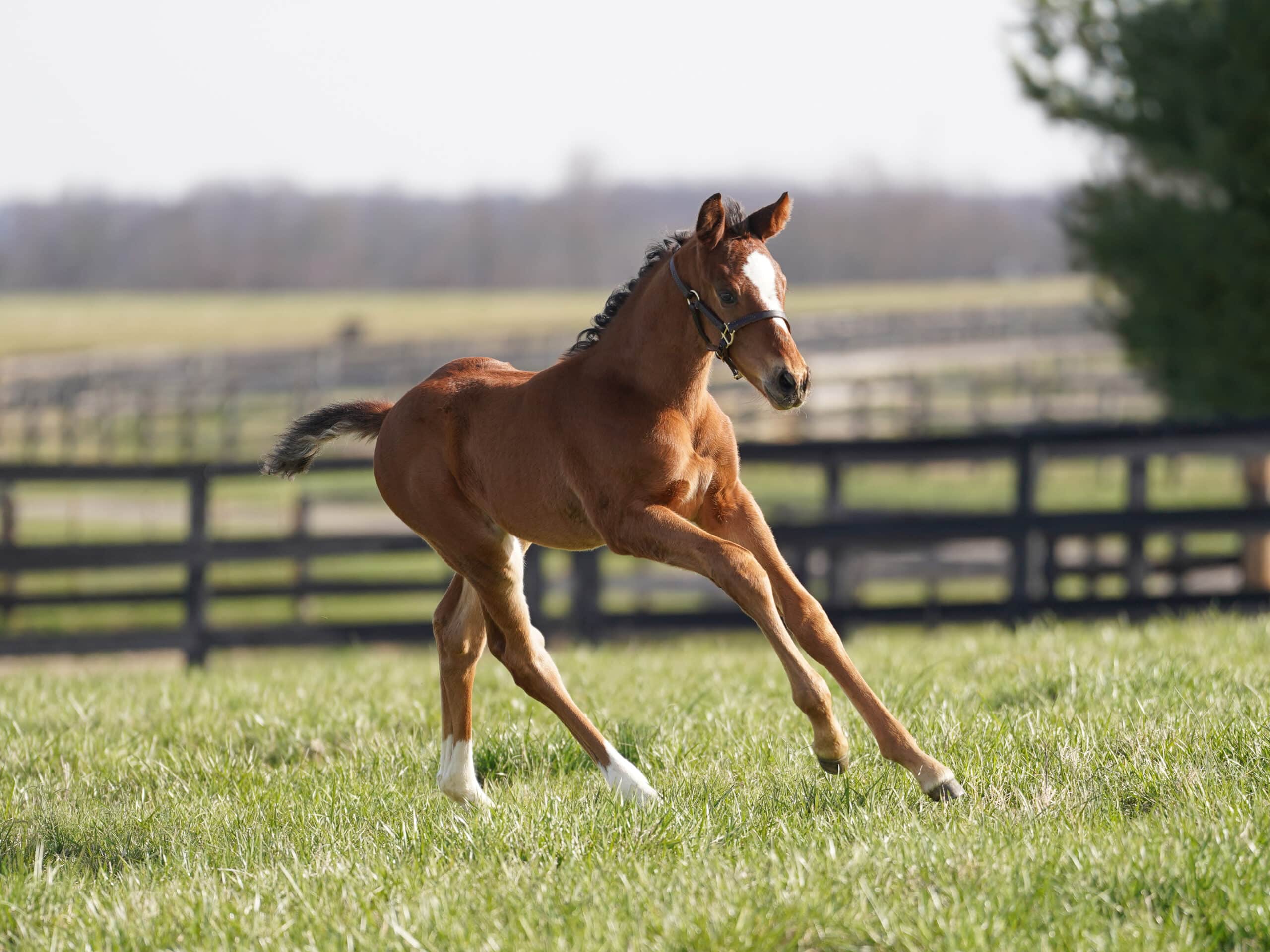By My Standards - Thoroughbred Stallion at Spendthrift Farm, KY