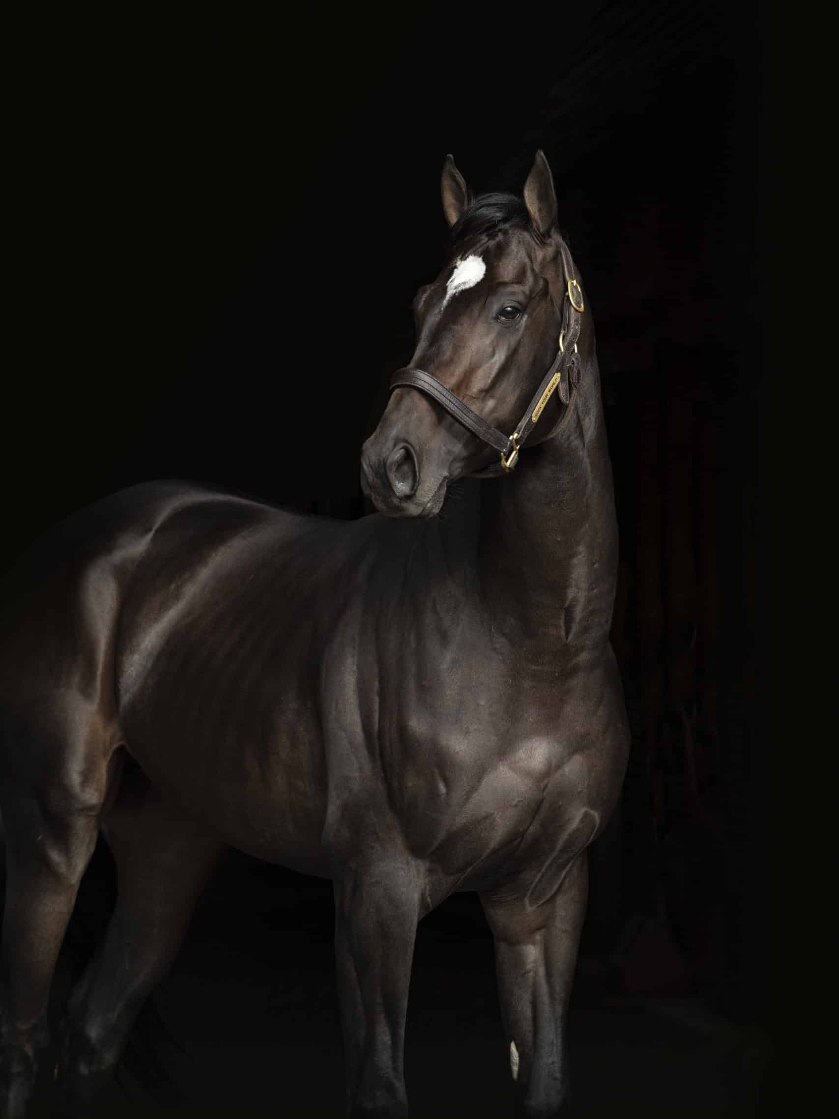 Rock Your World - Thoroughbred Stallion at Spendthrift Farm, KY