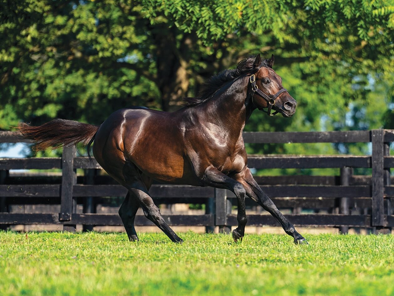 Yaupon - Thoroughbred Stallion at Spendthrift Farm, KY