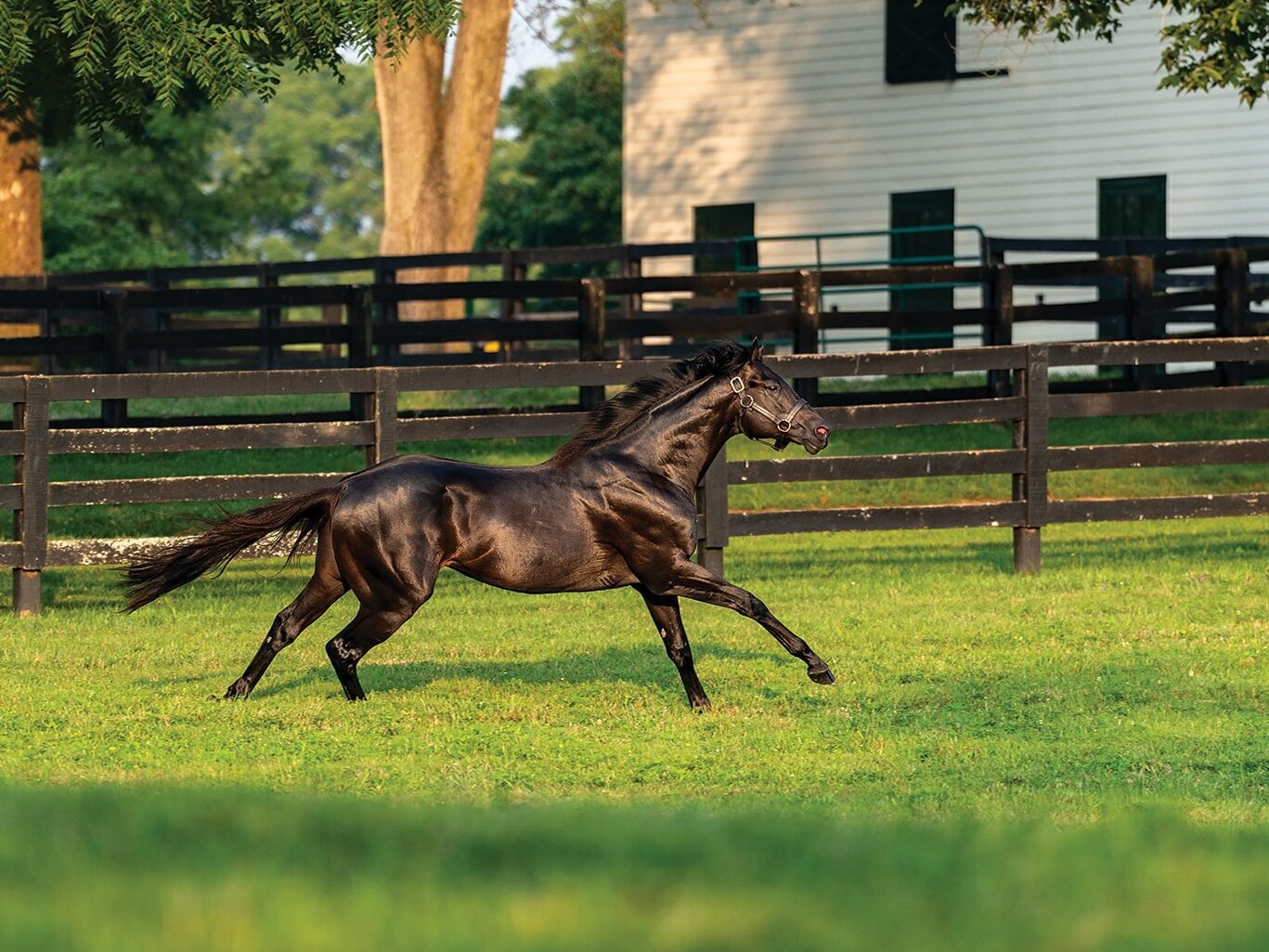 Zandon - Thoroughbred Stallion at Spendthrift Farm, KY
