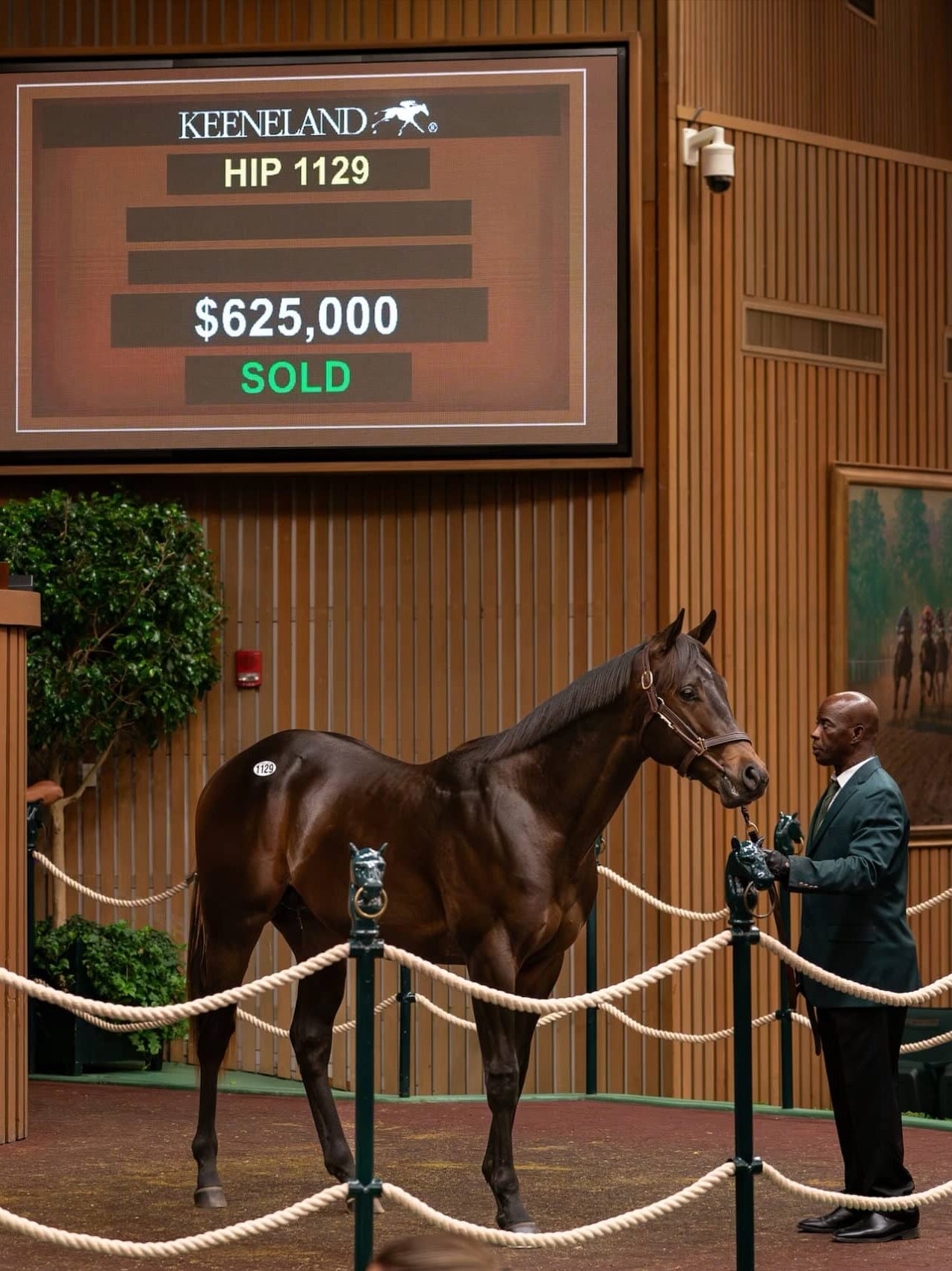 Yaupon - Thoroughbred Stallion at Spendthrift Farm, KY
