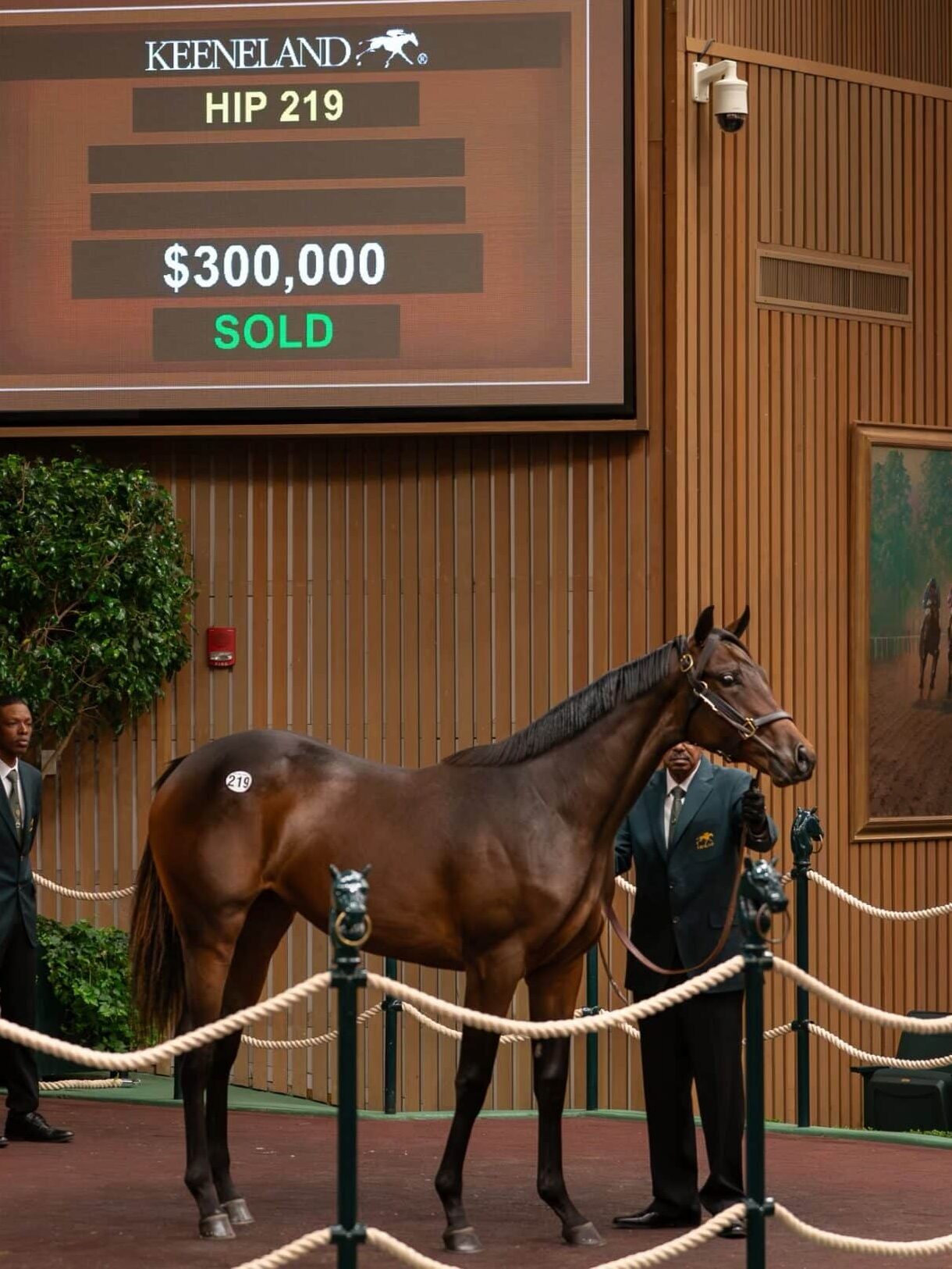Yaupon - Thoroughbred Stallion at Spendthrift Farm, KY