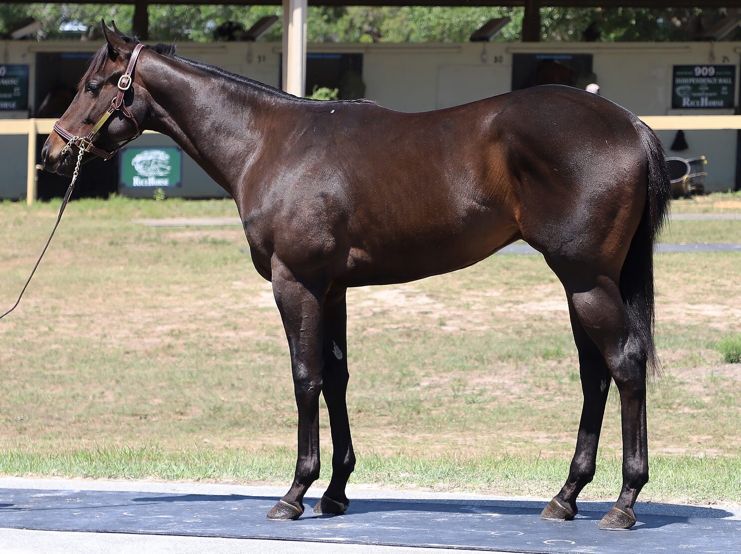 Yaupon - Thoroughbred Stallion at Spendthrift Farm, KY