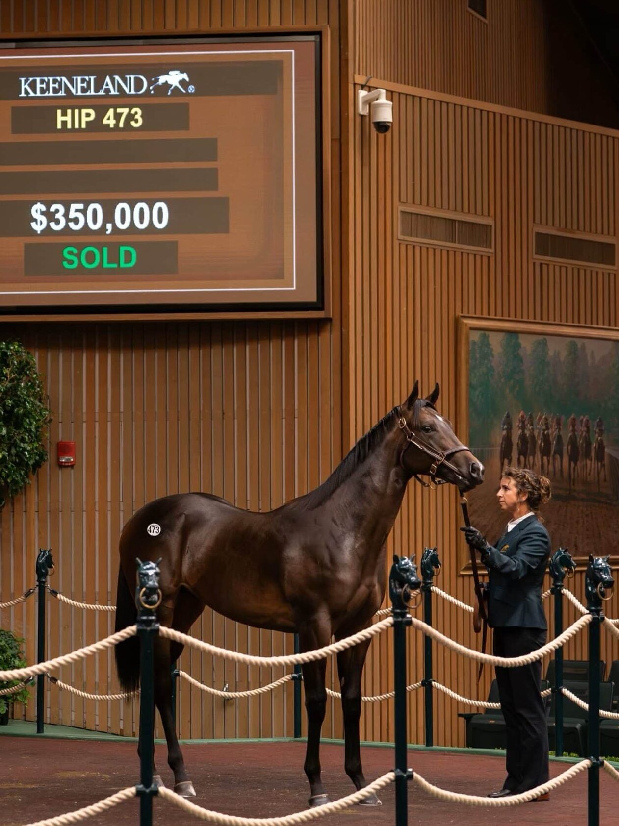 Yaupon - Thoroughbred Stallion at Spendthrift Farm, KY