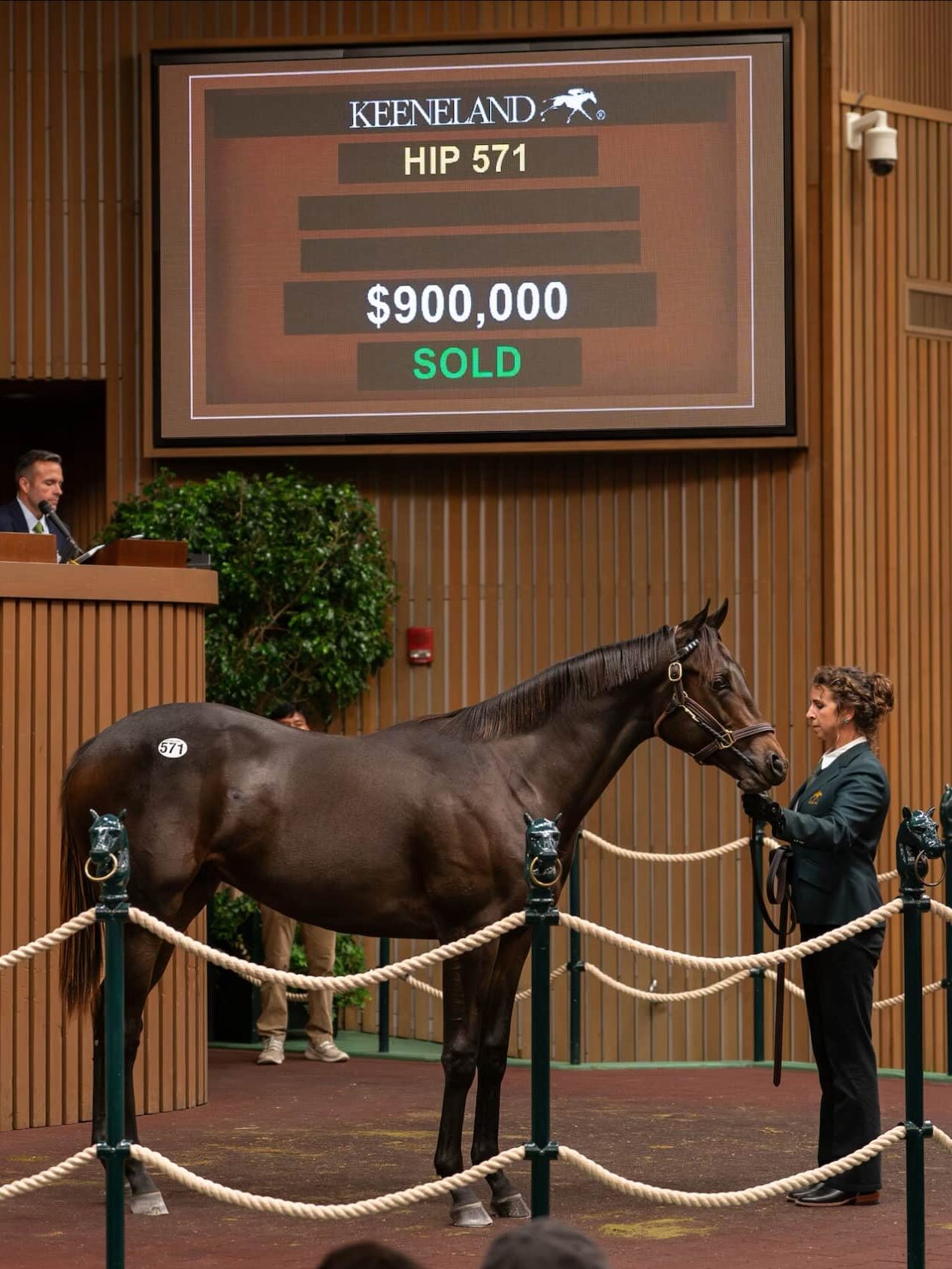Yaupon - Thoroughbred Stallion at Spendthrift Farm, KY