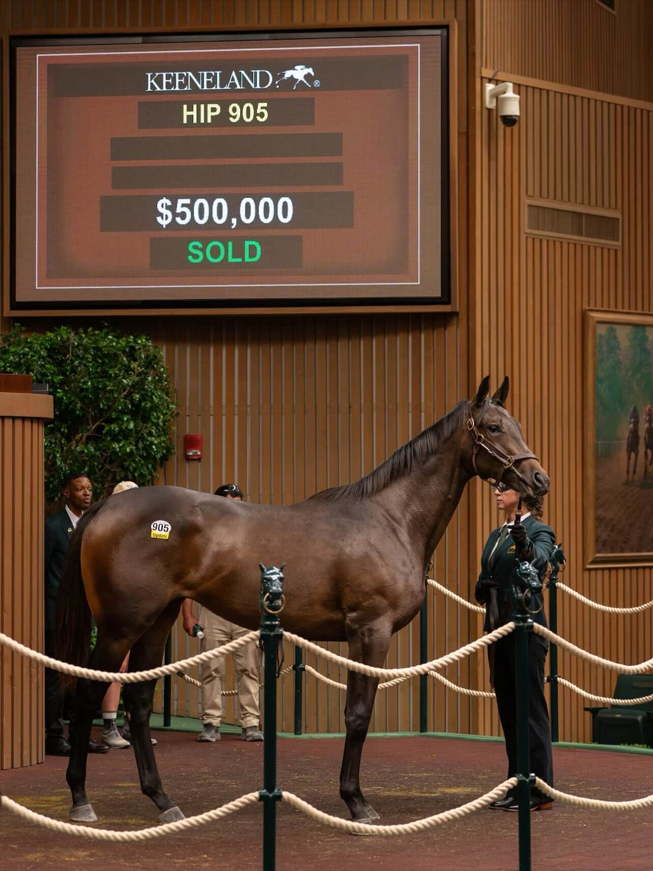 Yaupon - Thoroughbred Stallion at Spendthrift Farm, KY