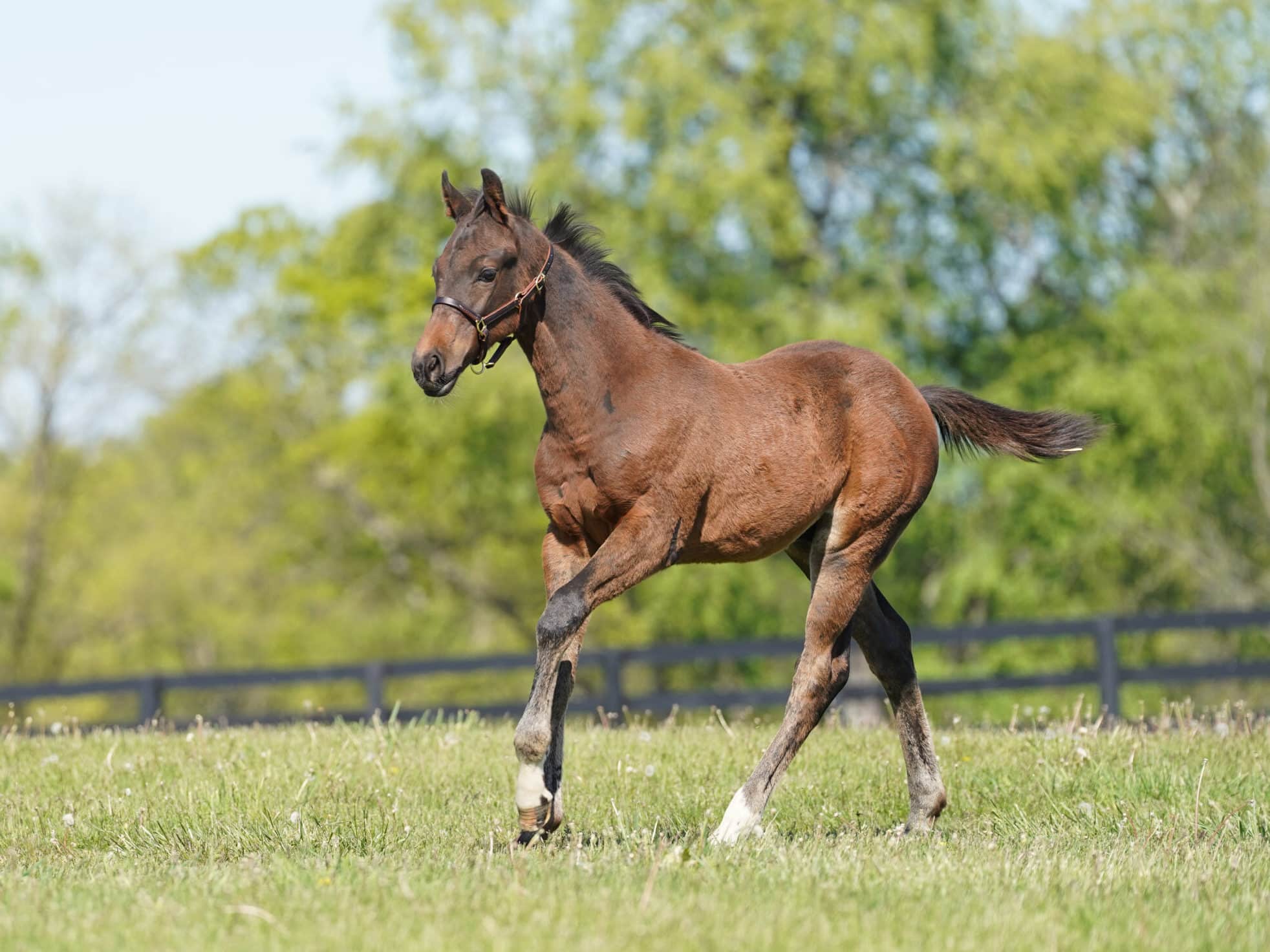 Yaupon - Thoroughbred Stallion at Spendthrift Farm, KY