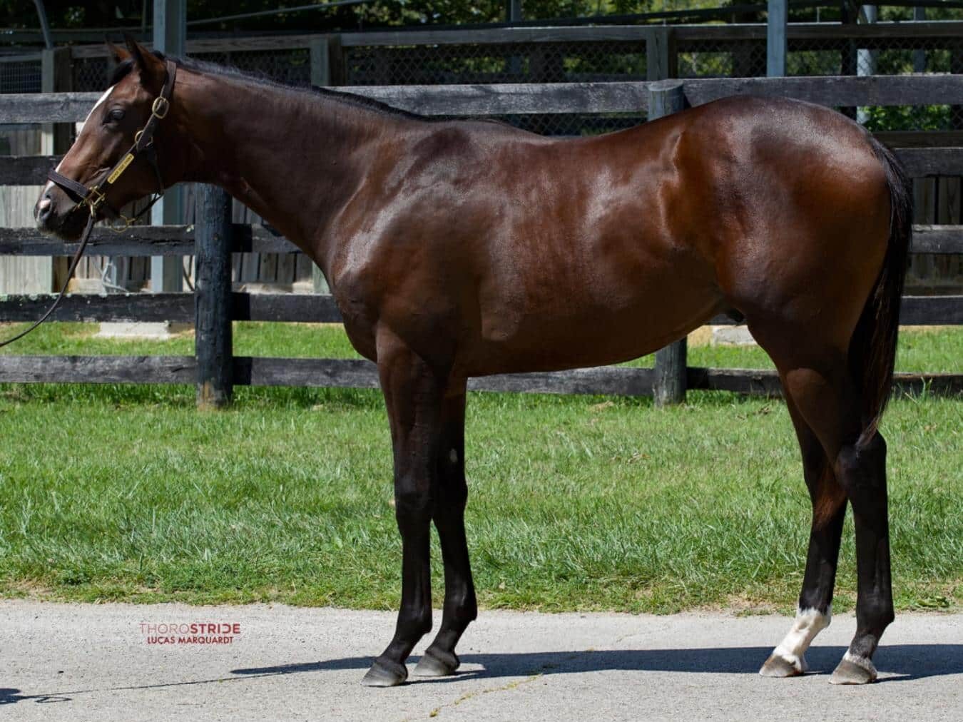 Yaupon - Thoroughbred Stallion at Spendthrift Farm, KY