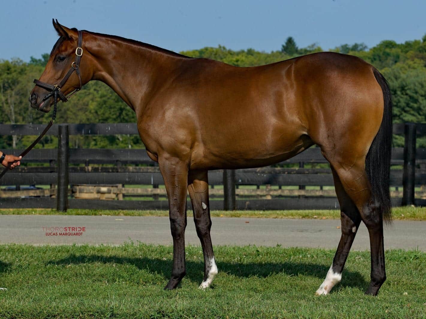 Yaupon - Thoroughbred Stallion at Spendthrift Farm, KY