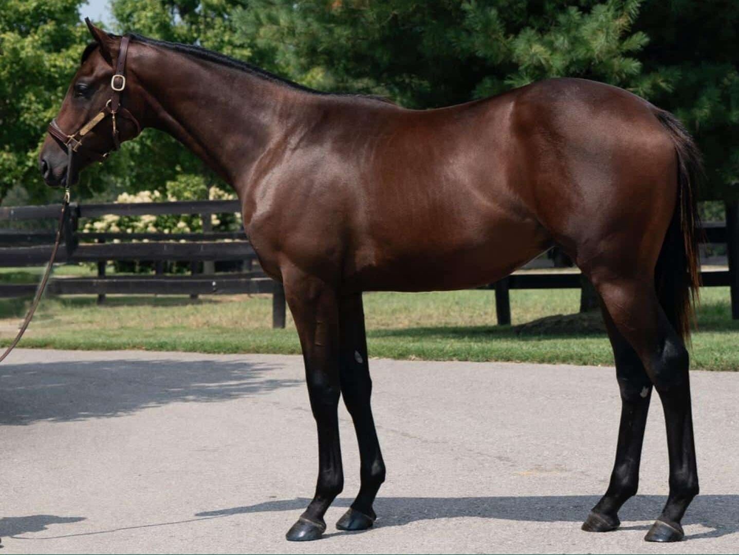 Yaupon - Thoroughbred Stallion at Spendthrift Farm, KY