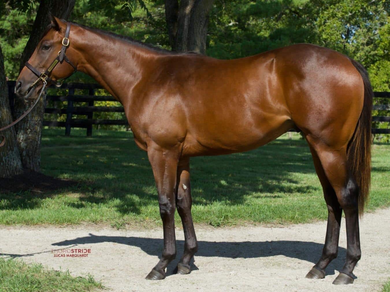 Yaupon - Thoroughbred Stallion at Spendthrift Farm, KY