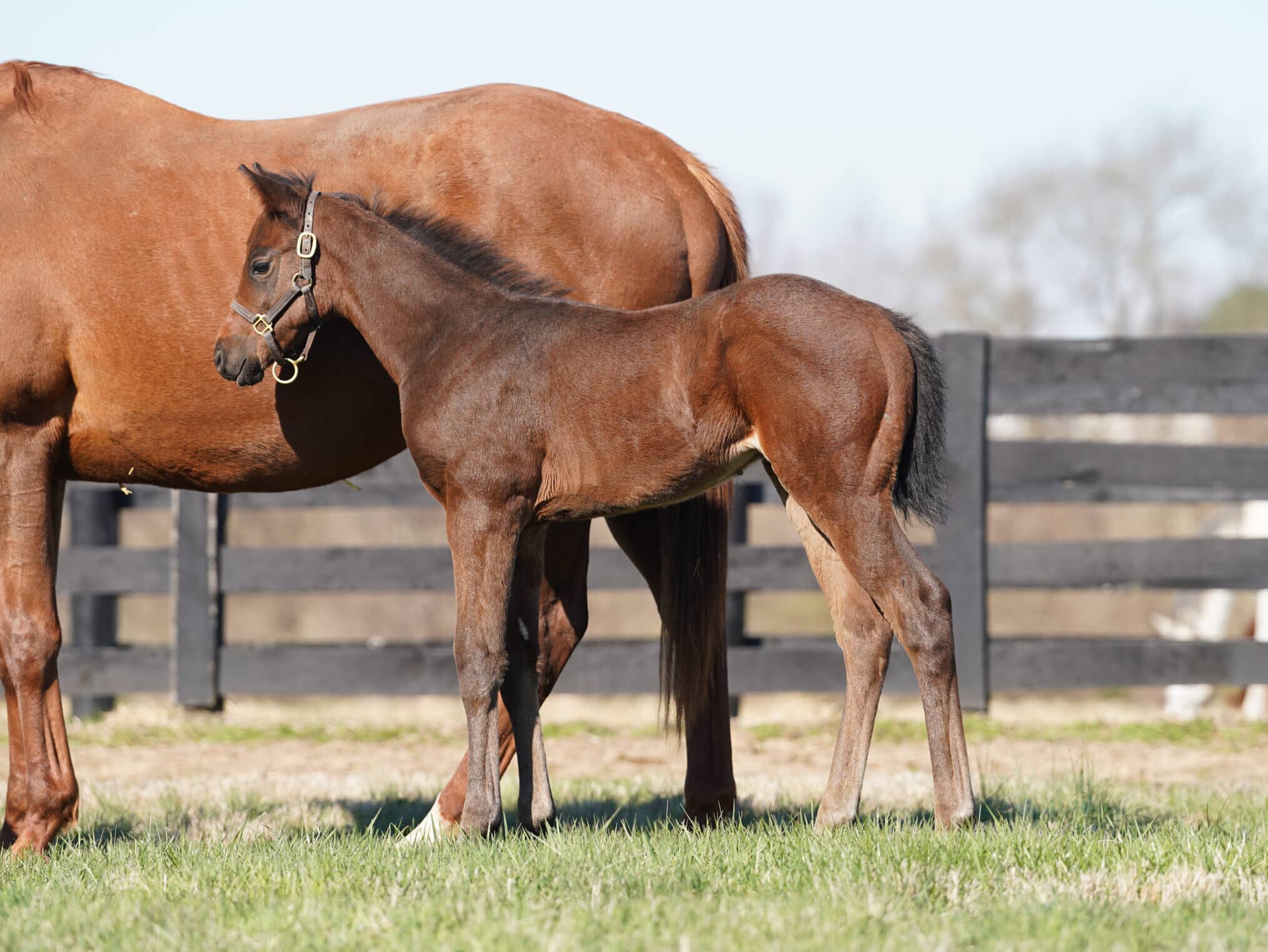 Yaupon - Thoroughbred Stallion at Spendthrift Farm, KY