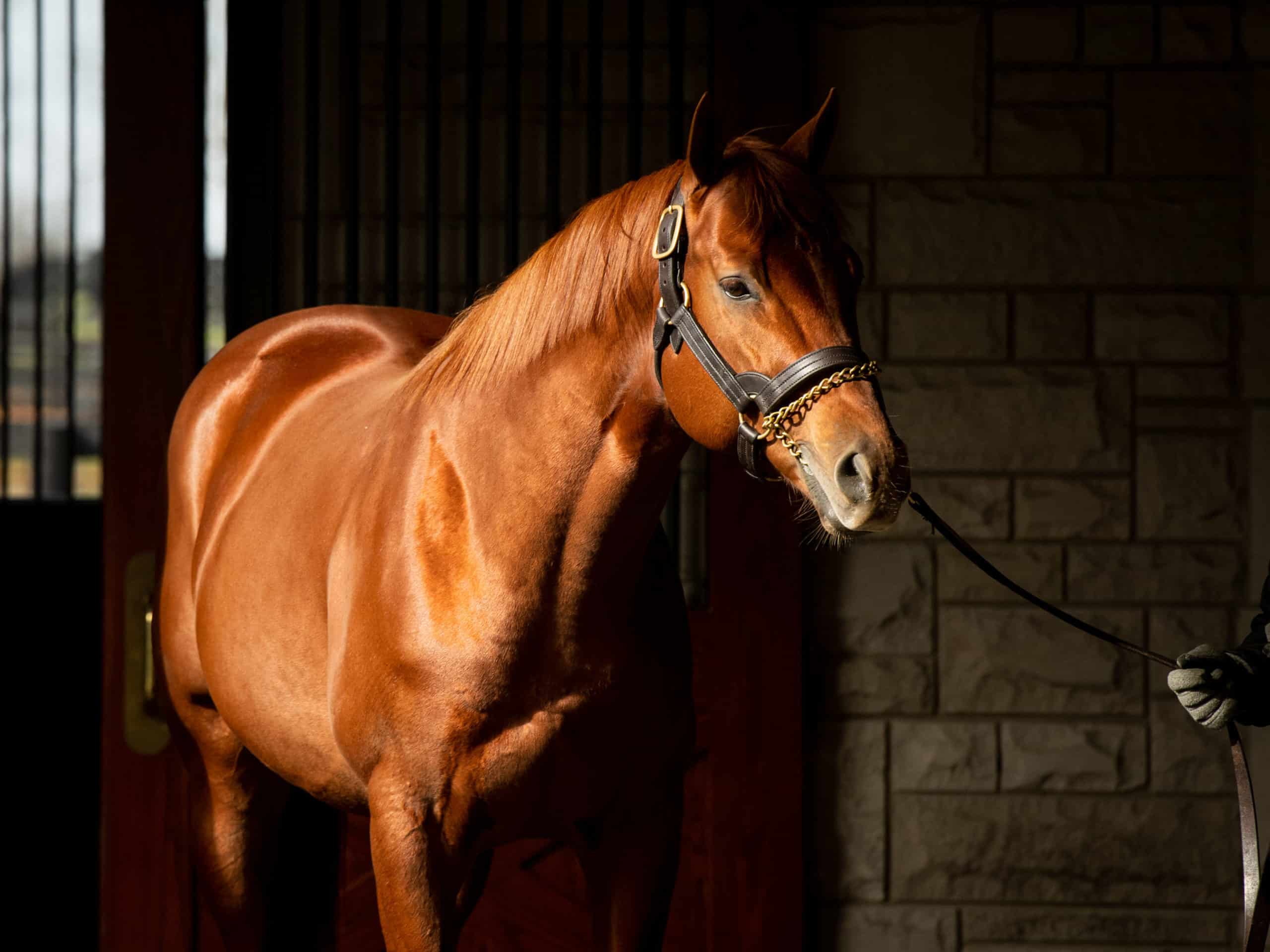Multiple G1 winner Vekoma sires first foal - Spendthrift - A Kentucky ...