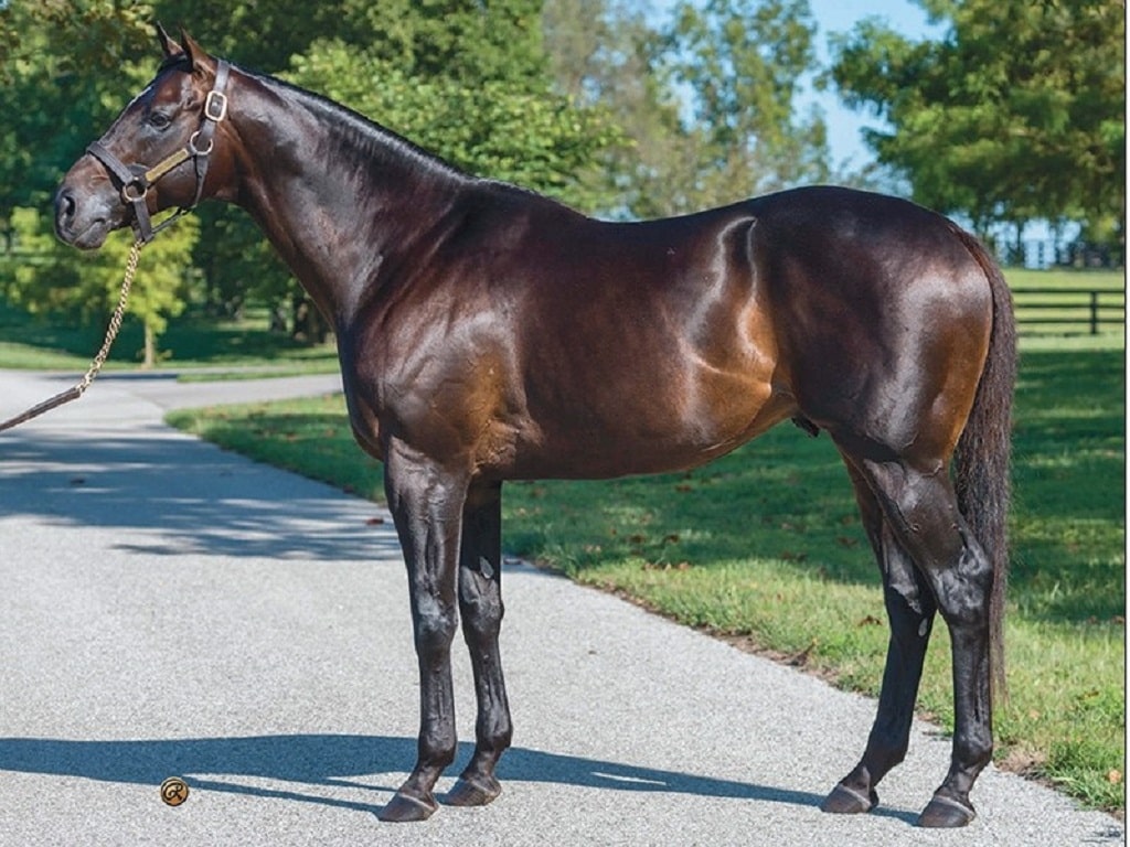 Velocitor crowned Mor Spirit's first stakes winner in Coronation ...