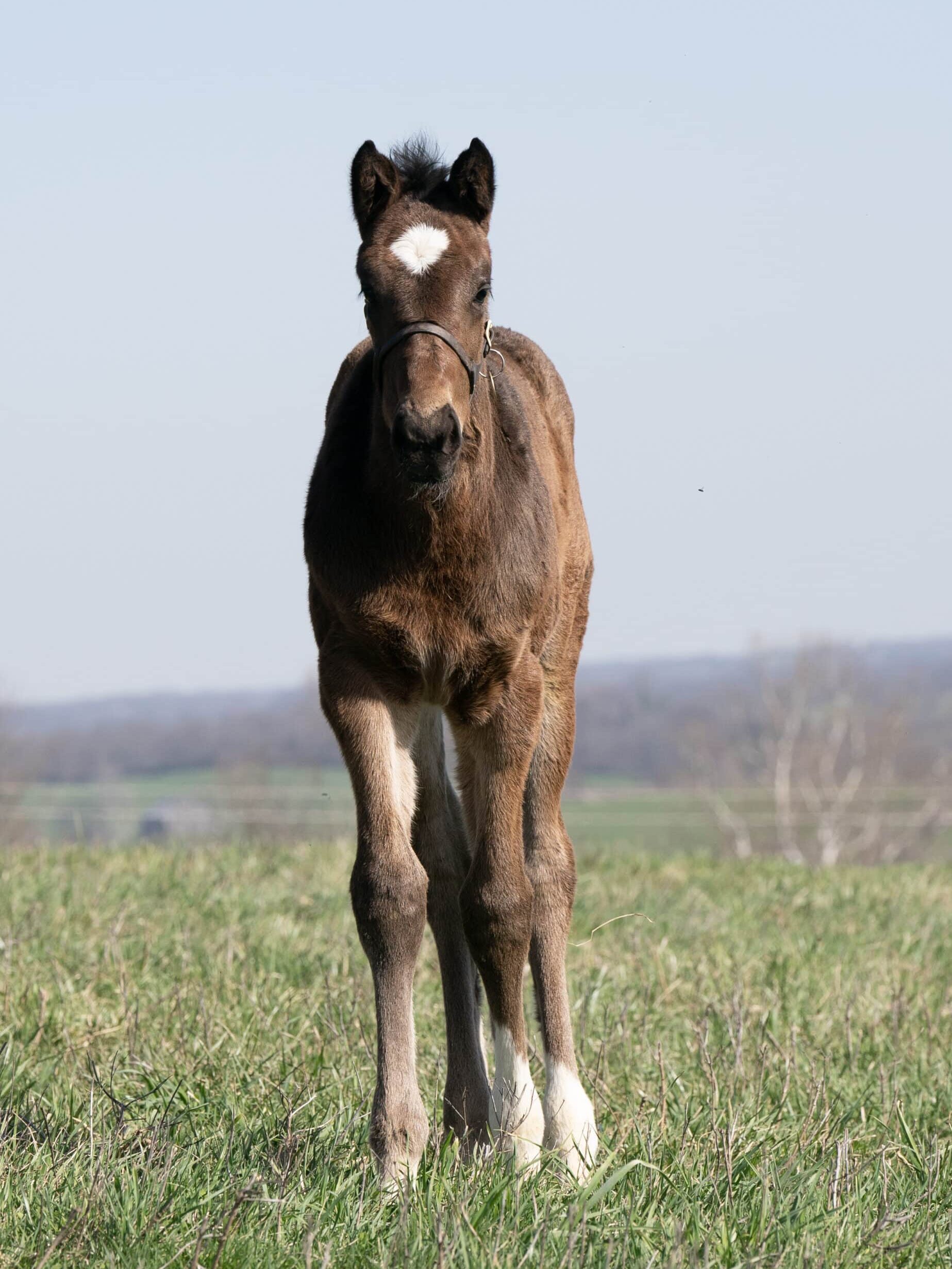 Greatest Honour - Thoroughbred Stallion at Spendthrift Farm, KY