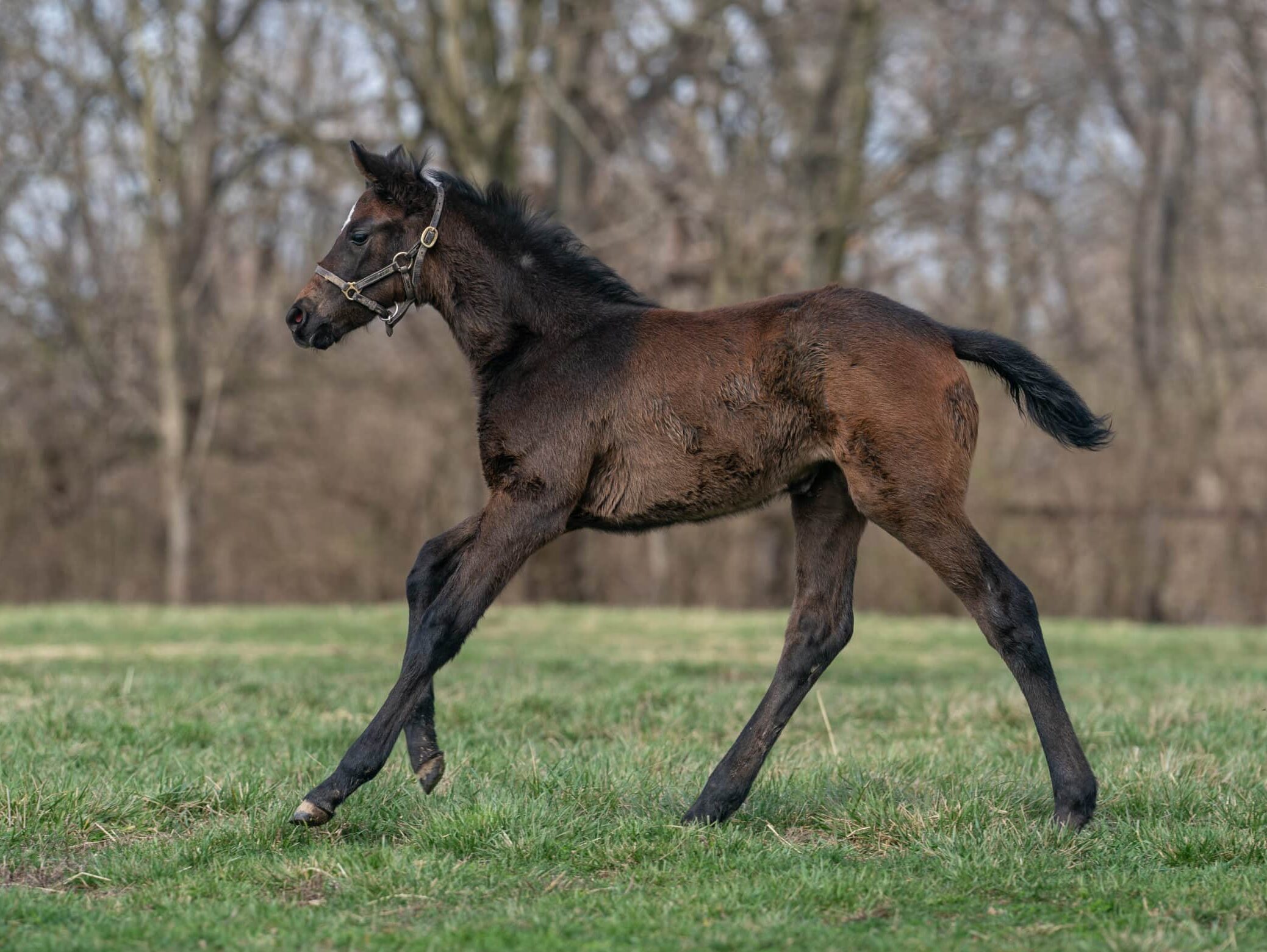 Greatest Honour - Thoroughbred Stallion at Spendthrift Farm, KY