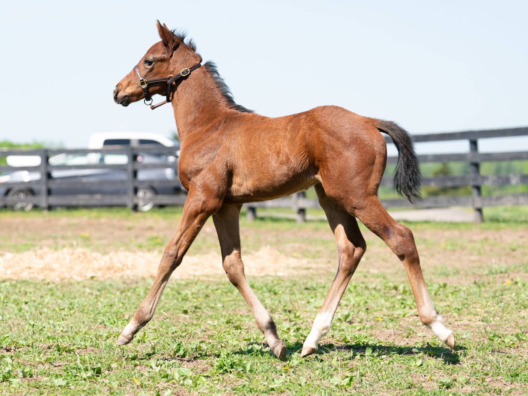 Cyberknife - Thoroughbred Stallion at Spendthrift Farm, KY