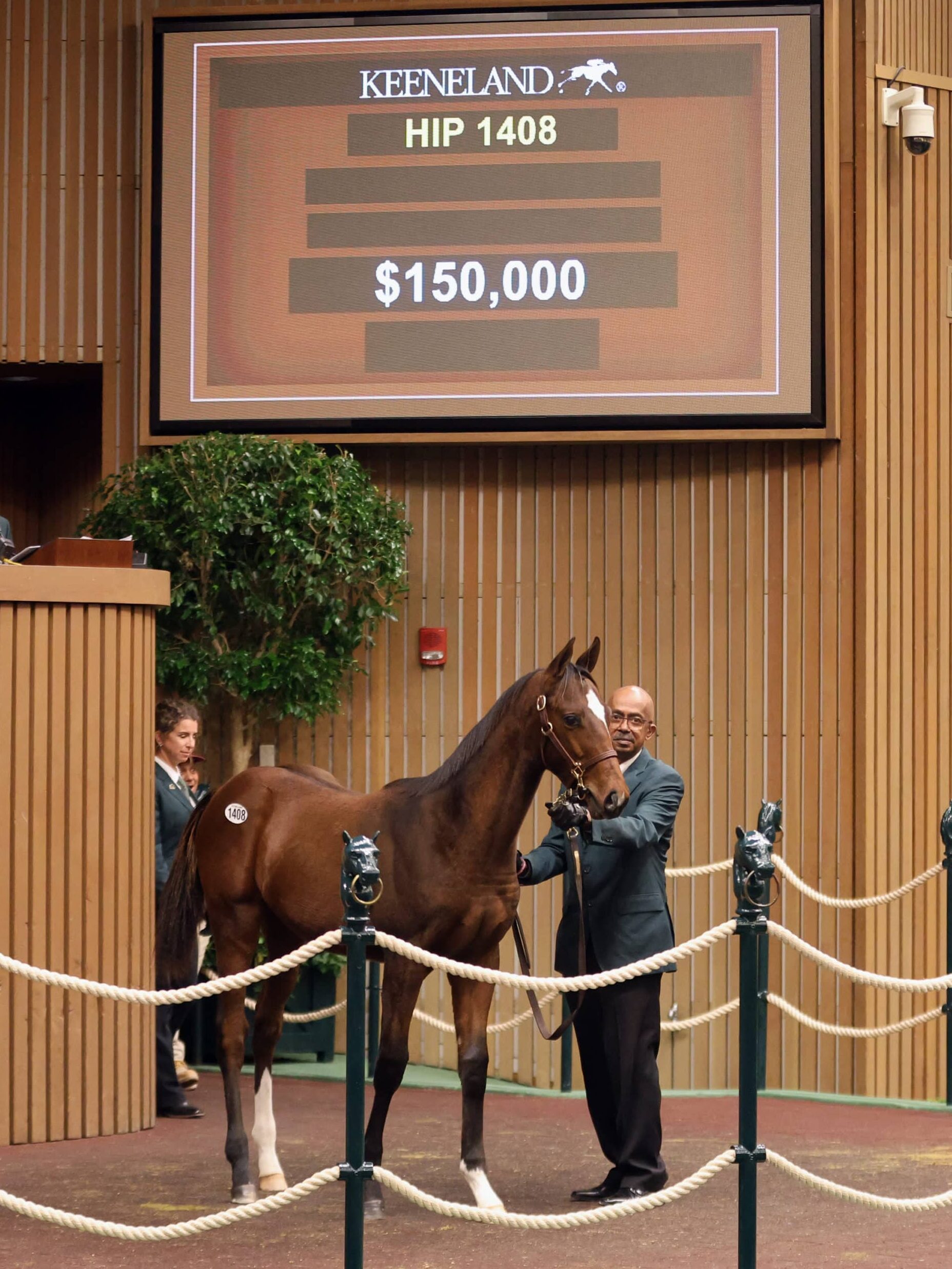 Cyberknife - Thoroughbred Stallion at Spendthrift Farm, KY