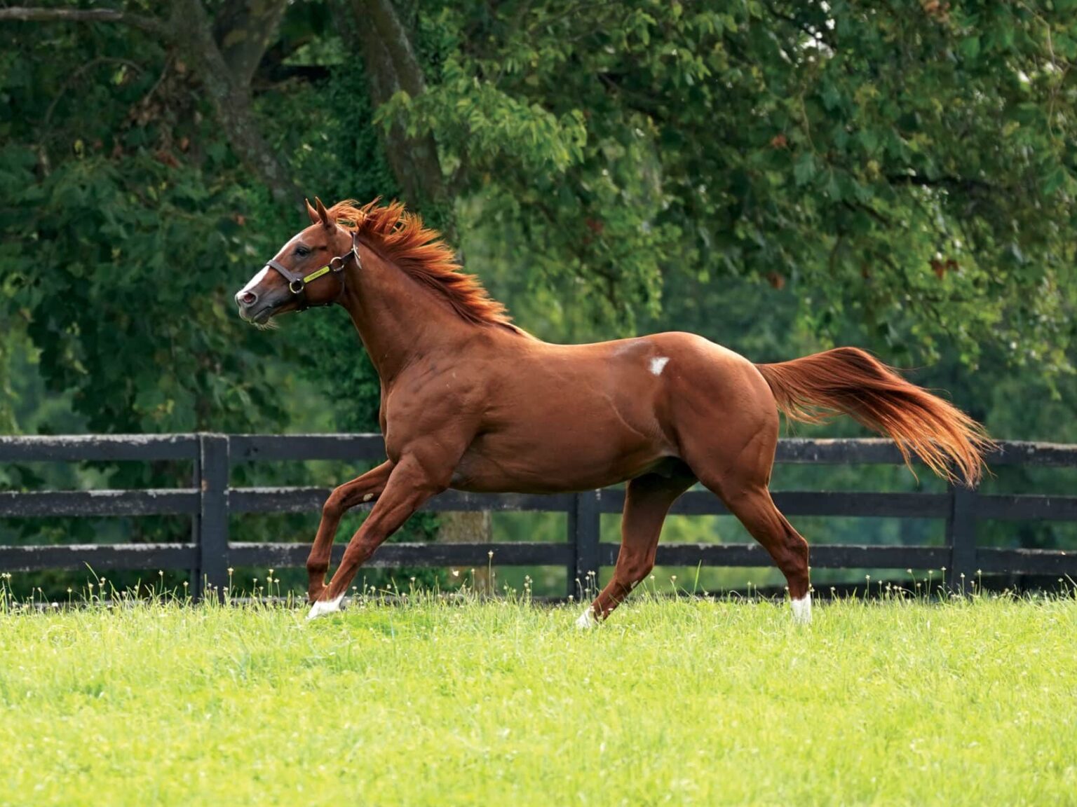 Cyberknife - Thoroughbred Stallion at Spendthrift Farm, KY