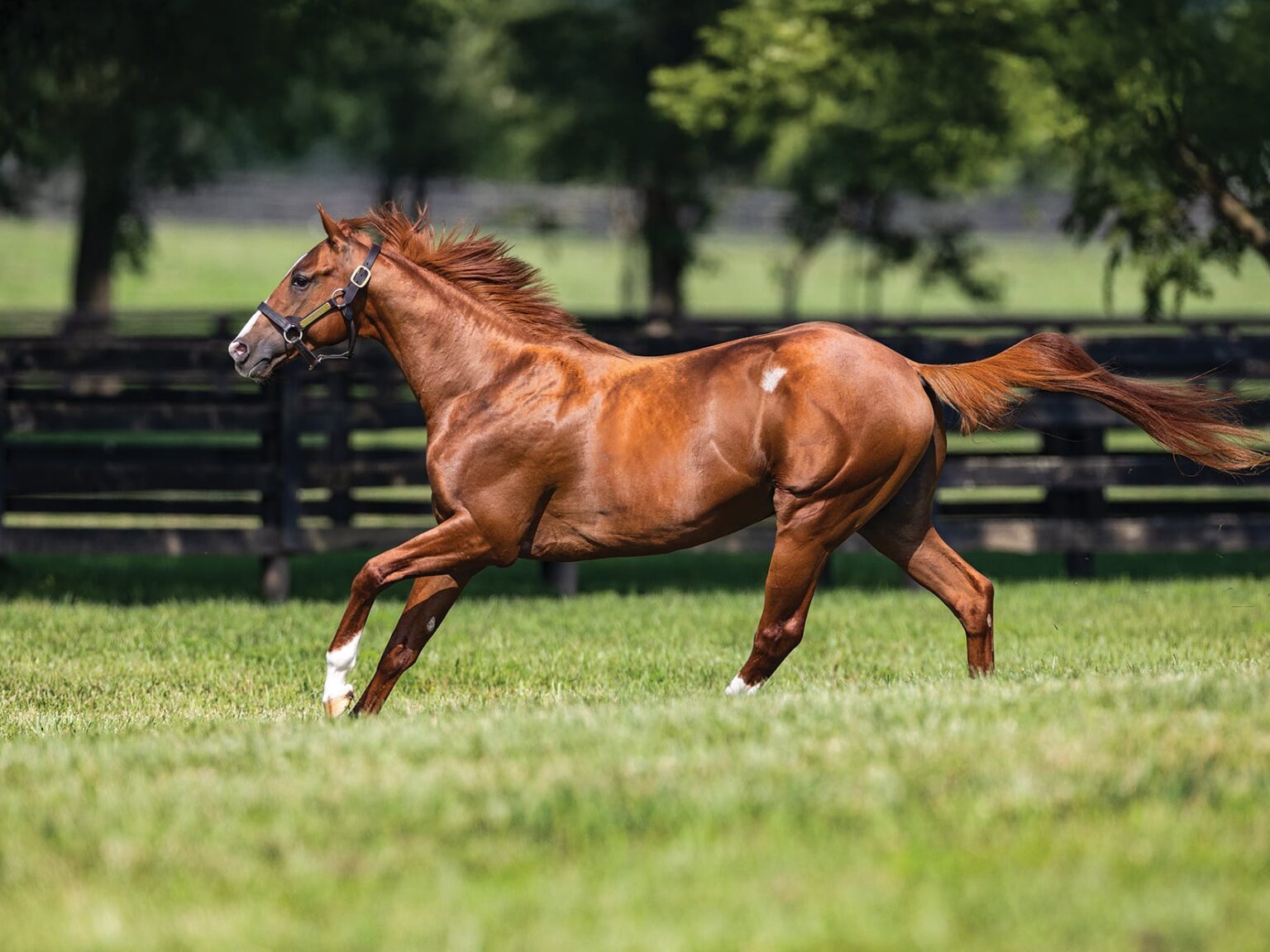 Cyberknife - Thoroughbred Stallion at Spendthrift Farm, KY