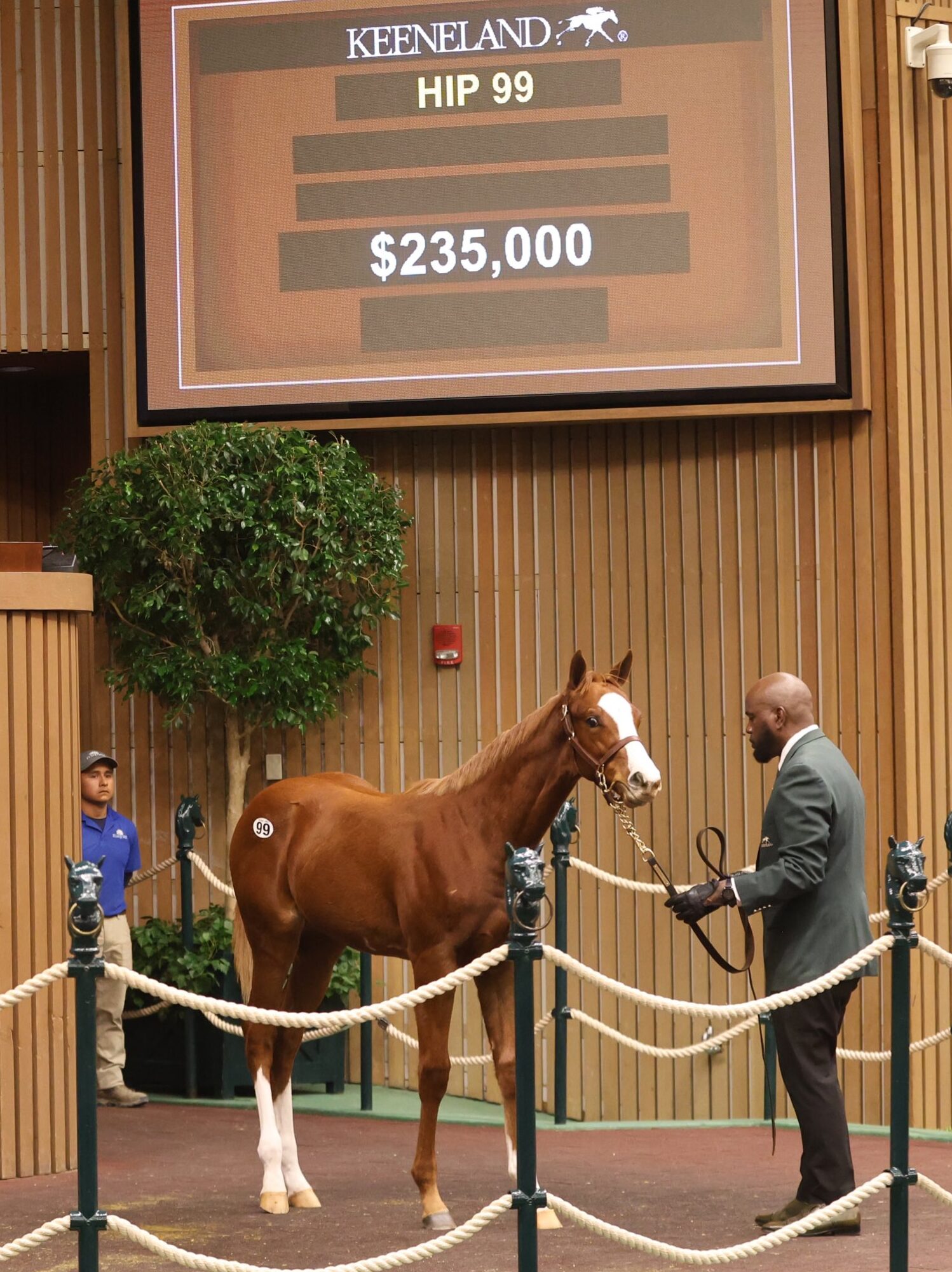 Cyberknife - Thoroughbred Stallion at Spendthrift Farm, KY