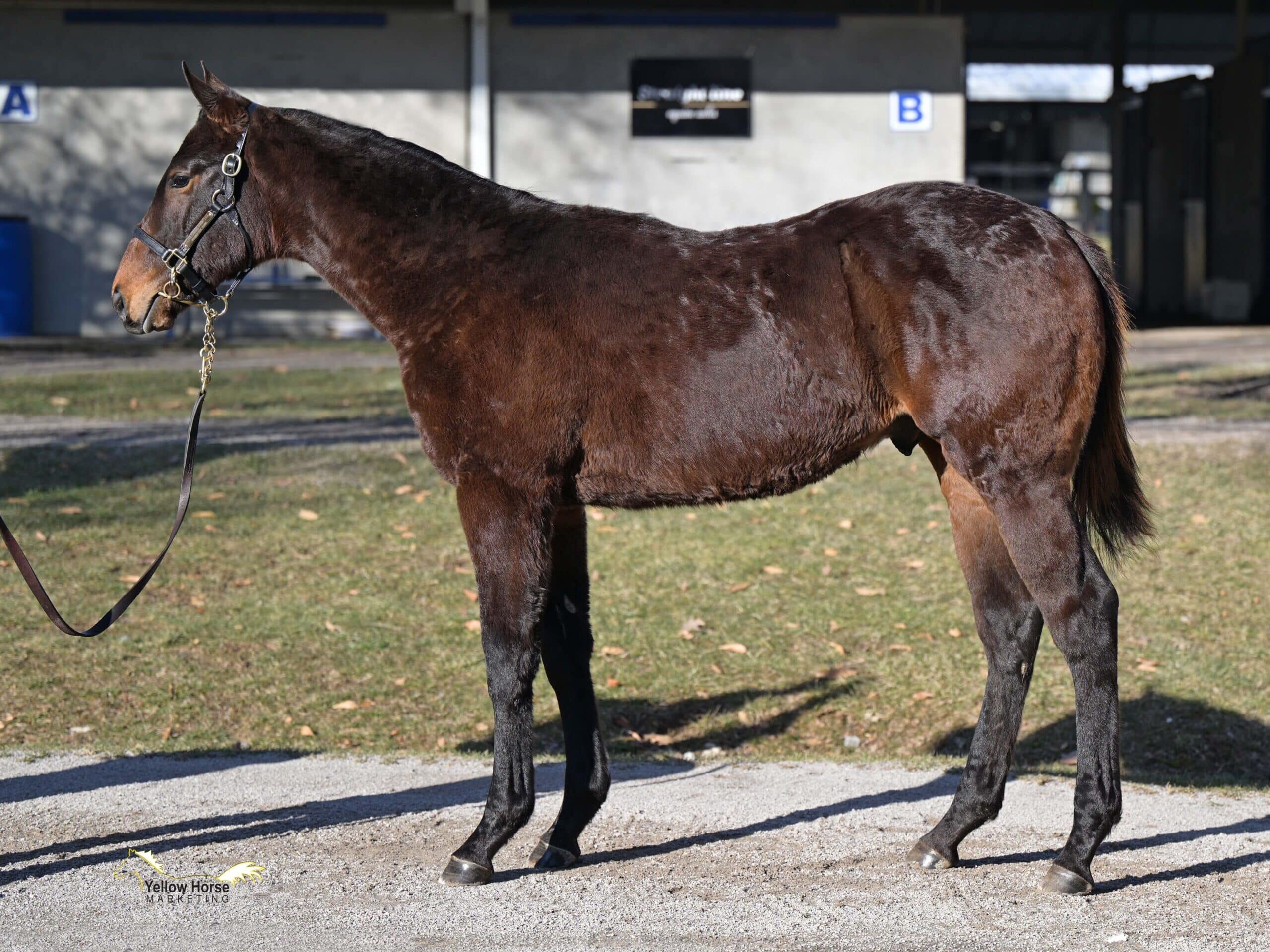 Jackie's Warrior - Thoroughbred Stallion at Spendthrift Farm, KY