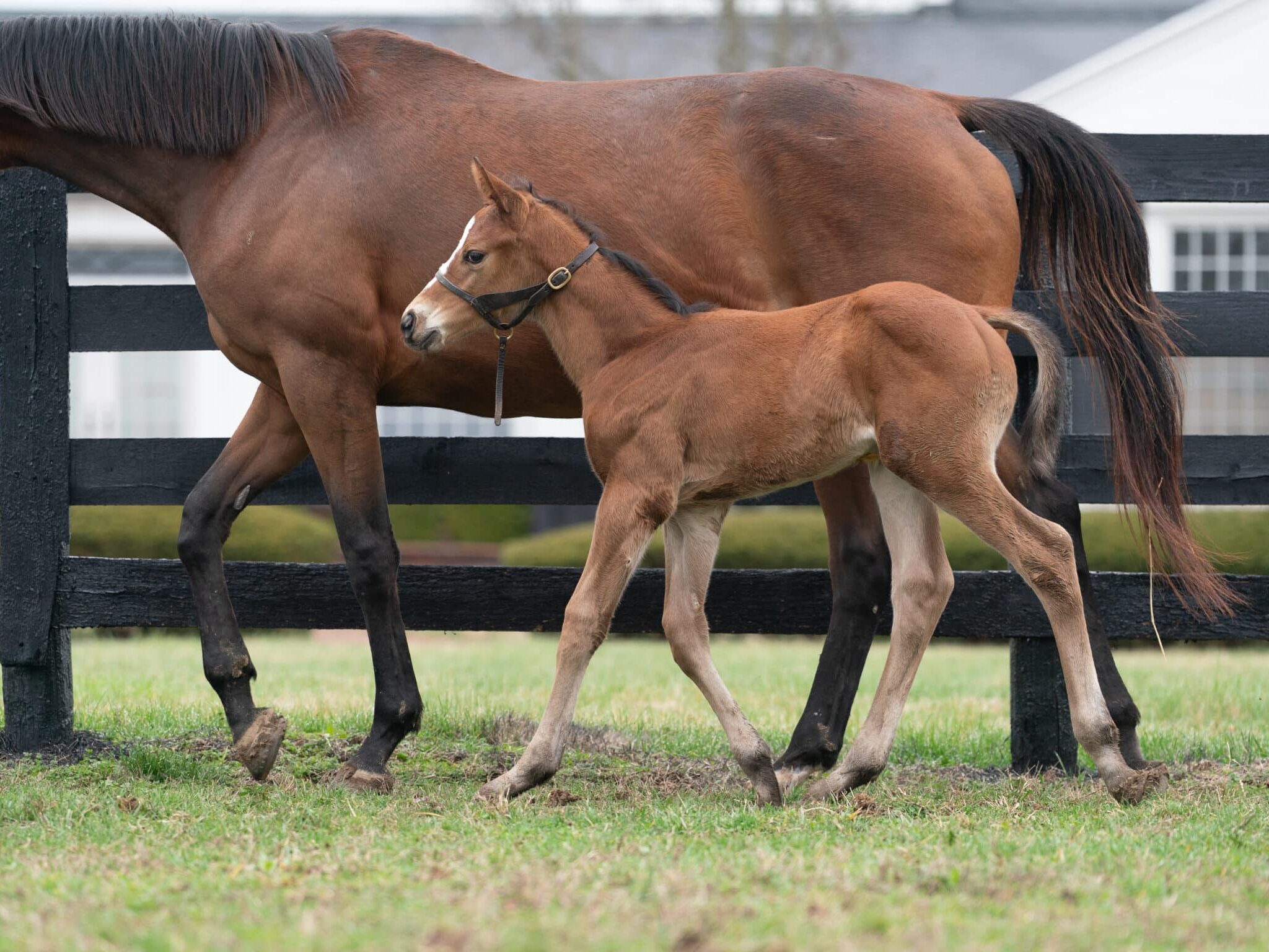 Jackie's Warrior - Thoroughbred Stallion at Spendthrift Farm, KY