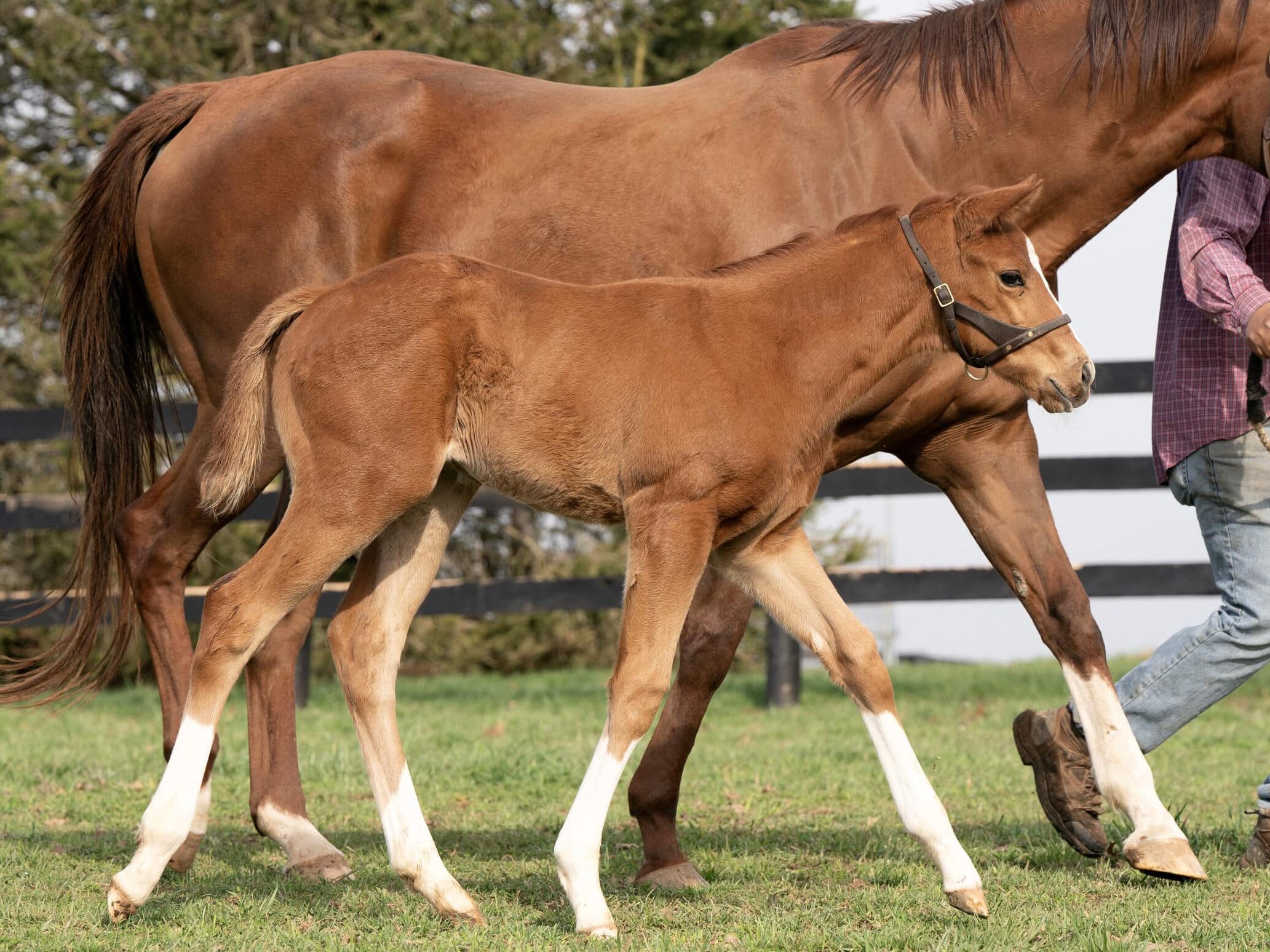 Jackie's Warrior - Thoroughbred Stallion at Spendthrift Farm, KY