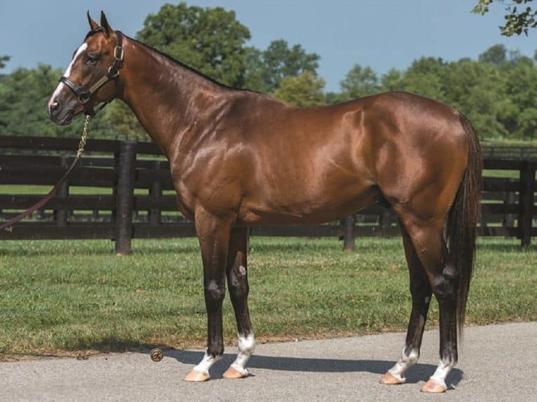 Home - Spendthrift - A Kentucky Thoroughbred Stallion Farm