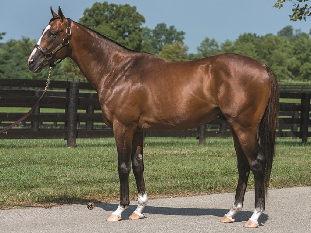 Home - Spendthrift - A Kentucky Thoroughbred Stallion Farm