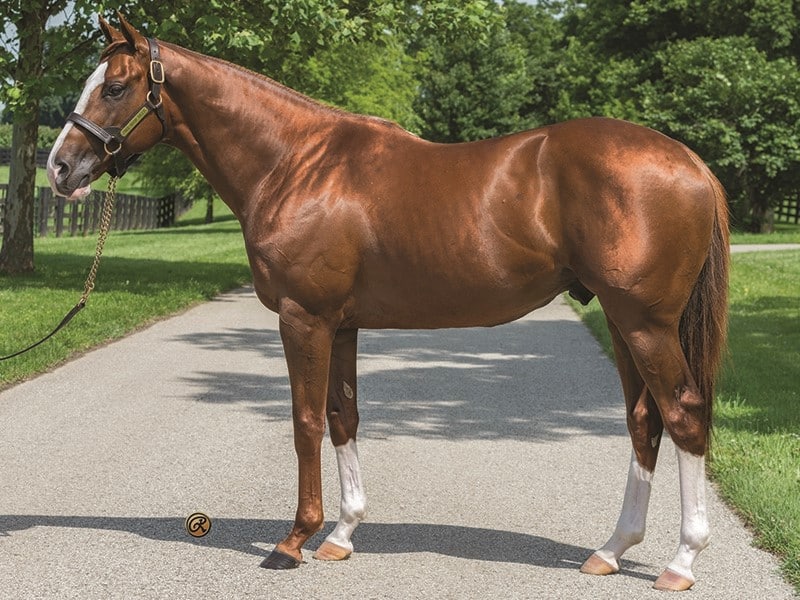 Free Drop Maddy rolls to second stakes victory - Spendthrift - A ...