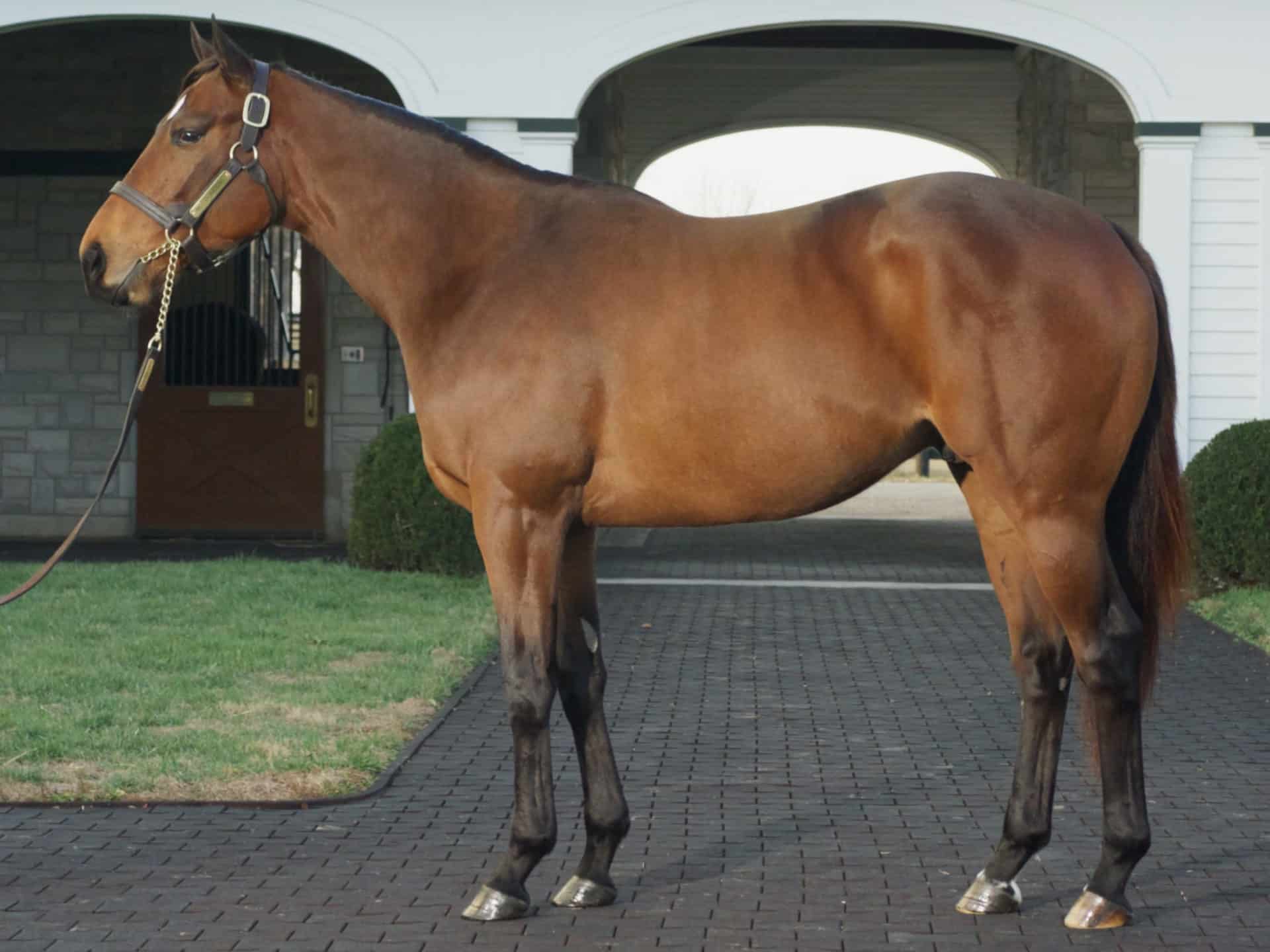 Spendthrift's 4 first-season stallions all report first in-foal mares ...