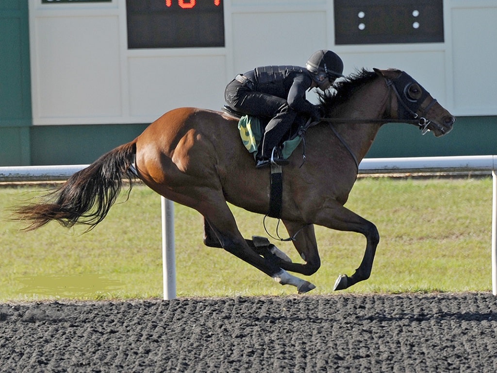 Vino Rosso colt impresses with quick OBS Under Tack work - Spendthrift ...