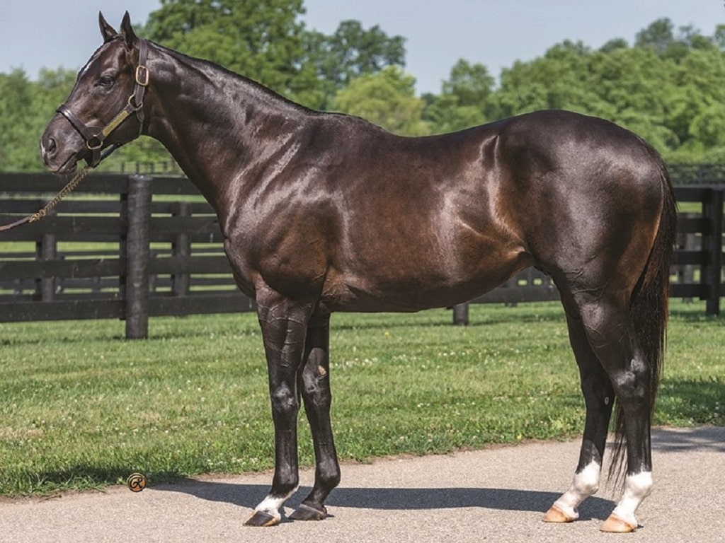 Coal Front colt spectacular in Saratoga MdSpWt victory - Spendthrift ...
