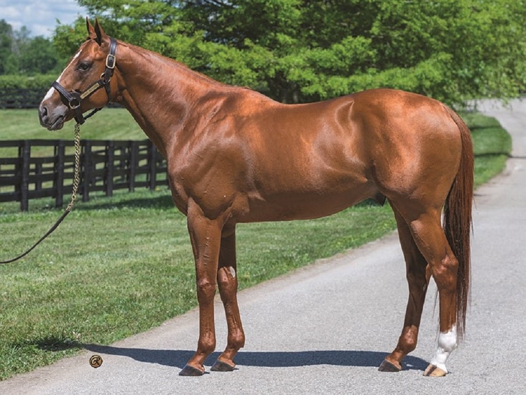Recent winners lift Vino Rosso to the head of his class - Spendthrift ...
