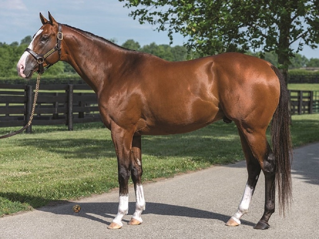 Baby Dukes the newest stakes winner for Maximus Mischief - Spendthrift ...