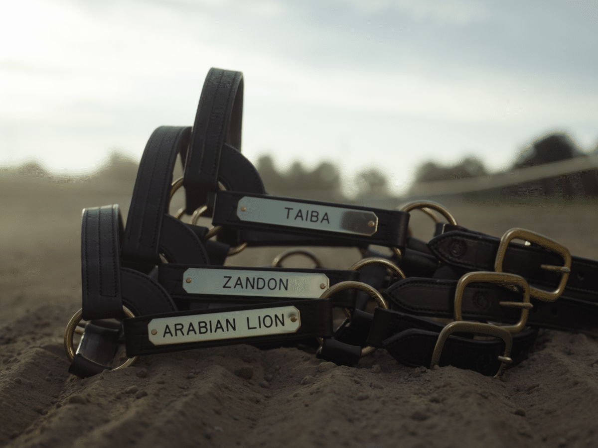 G1 winners Taiba, Zandon & Arabian Lion to stand at Spendthrift in 2024 ...