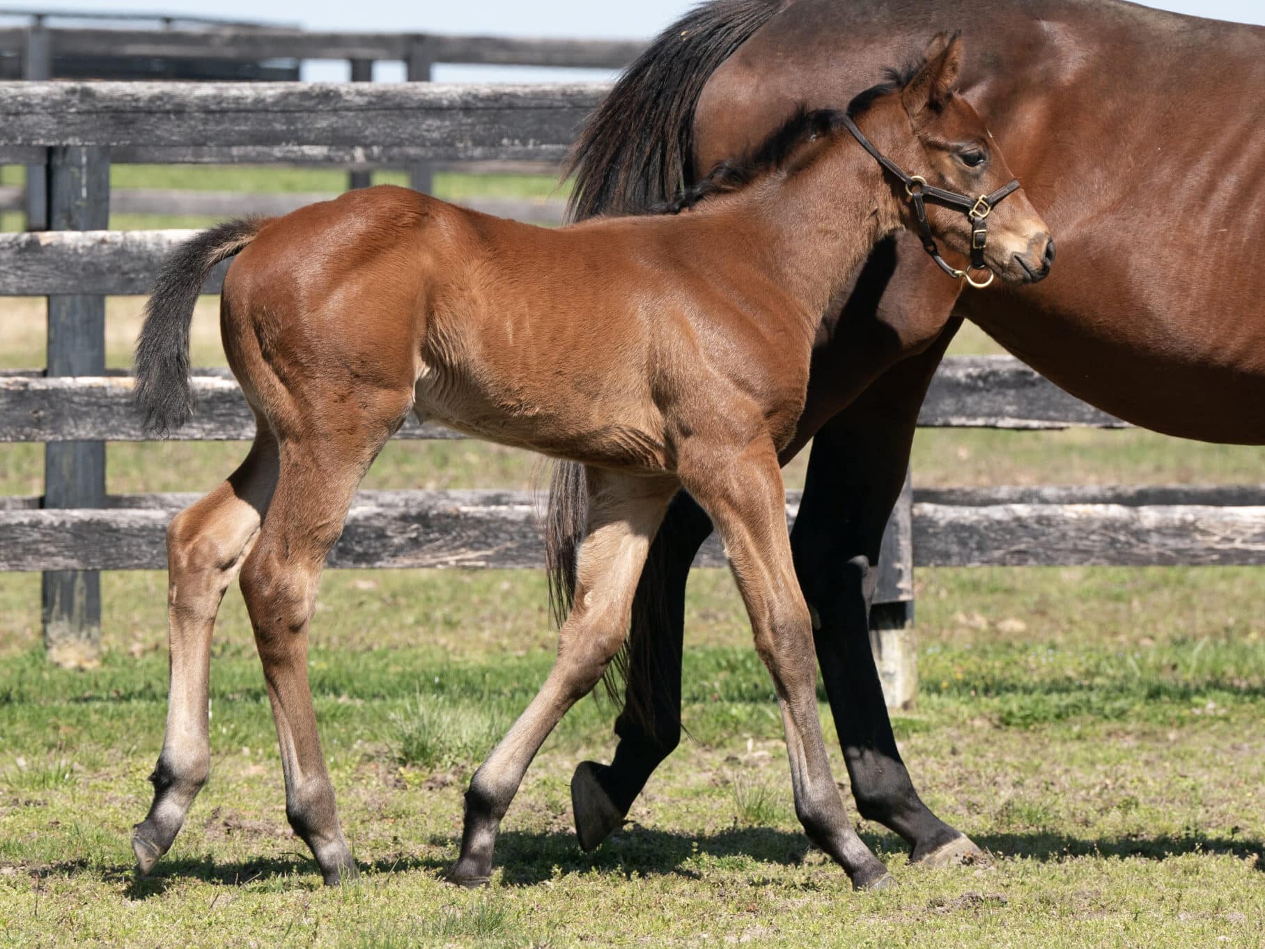 Taiba - Thoroughbred Stallion at Spendthrift Farm, KY