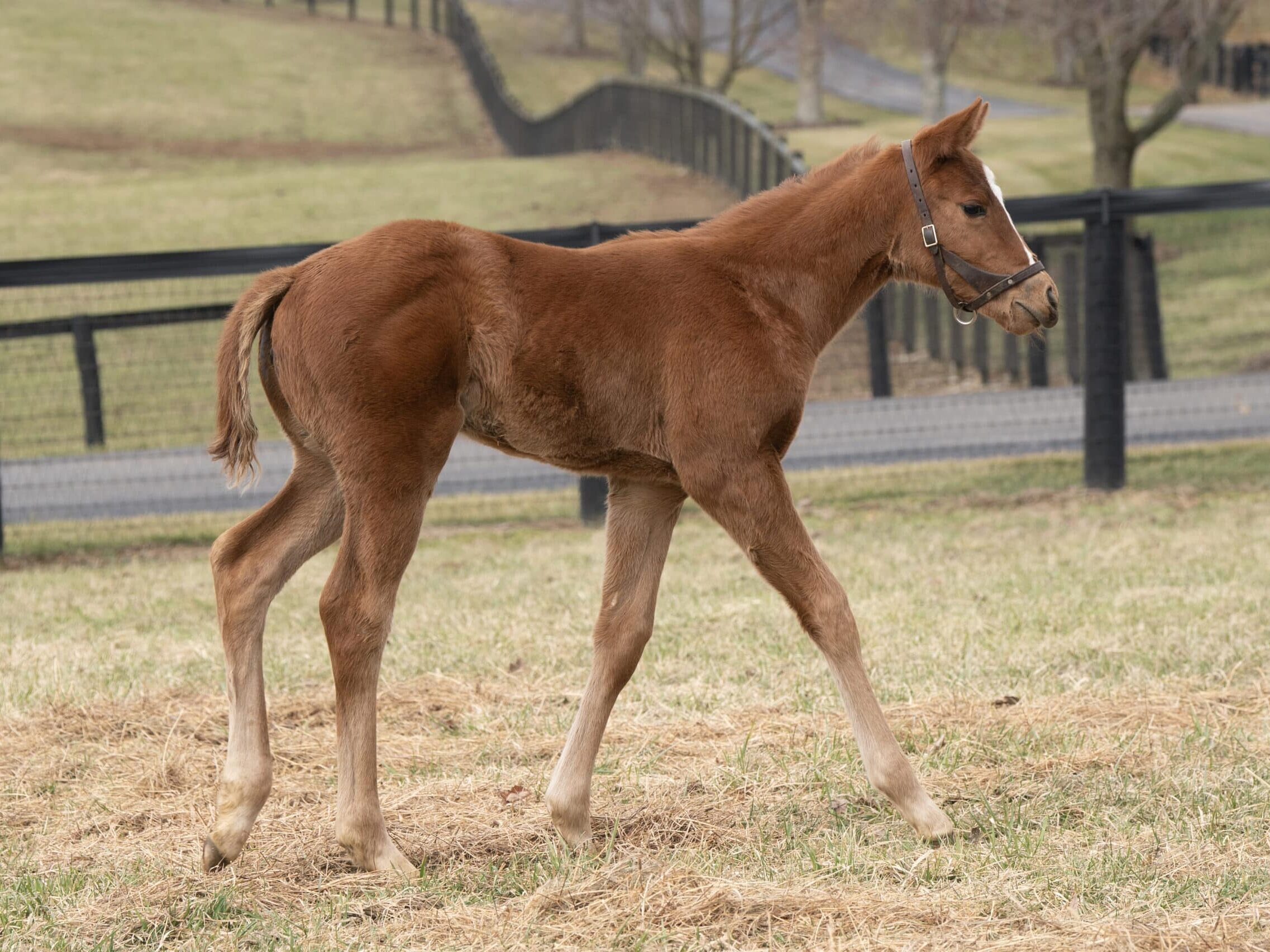 Taiba - Thoroughbred Stallion at Spendthrift Farm, KY