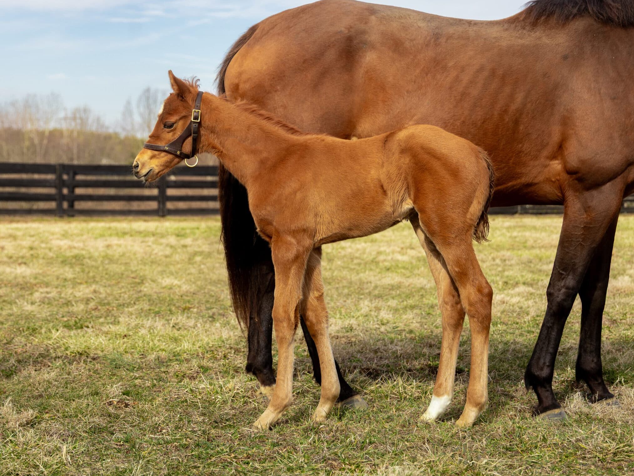 Taiba - Thoroughbred Stallion at Spendthrift Farm, KY