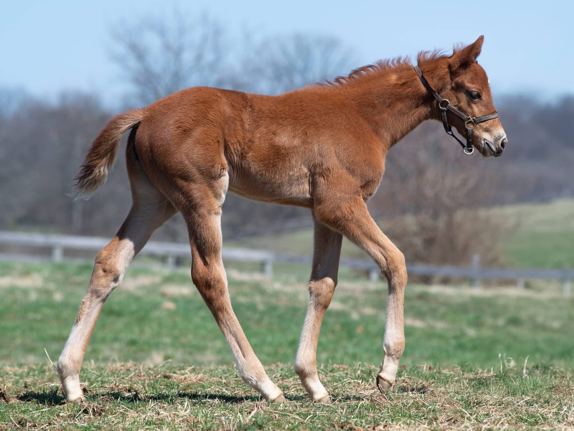 Taiba - Thoroughbred Stallion at Spendthrift Farm, KY