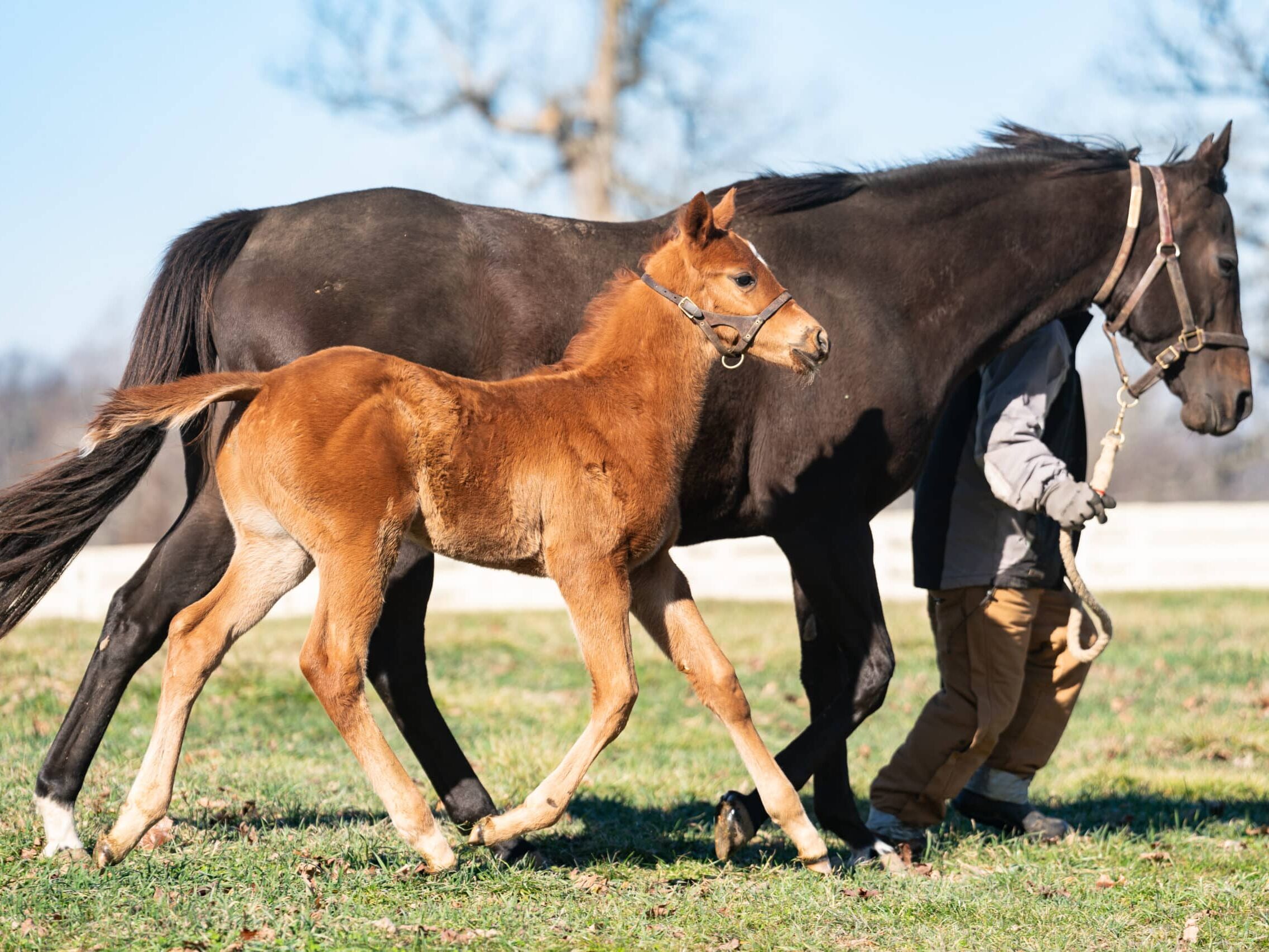 Taiba - Thoroughbred Stallion at Spendthrift Farm, KY