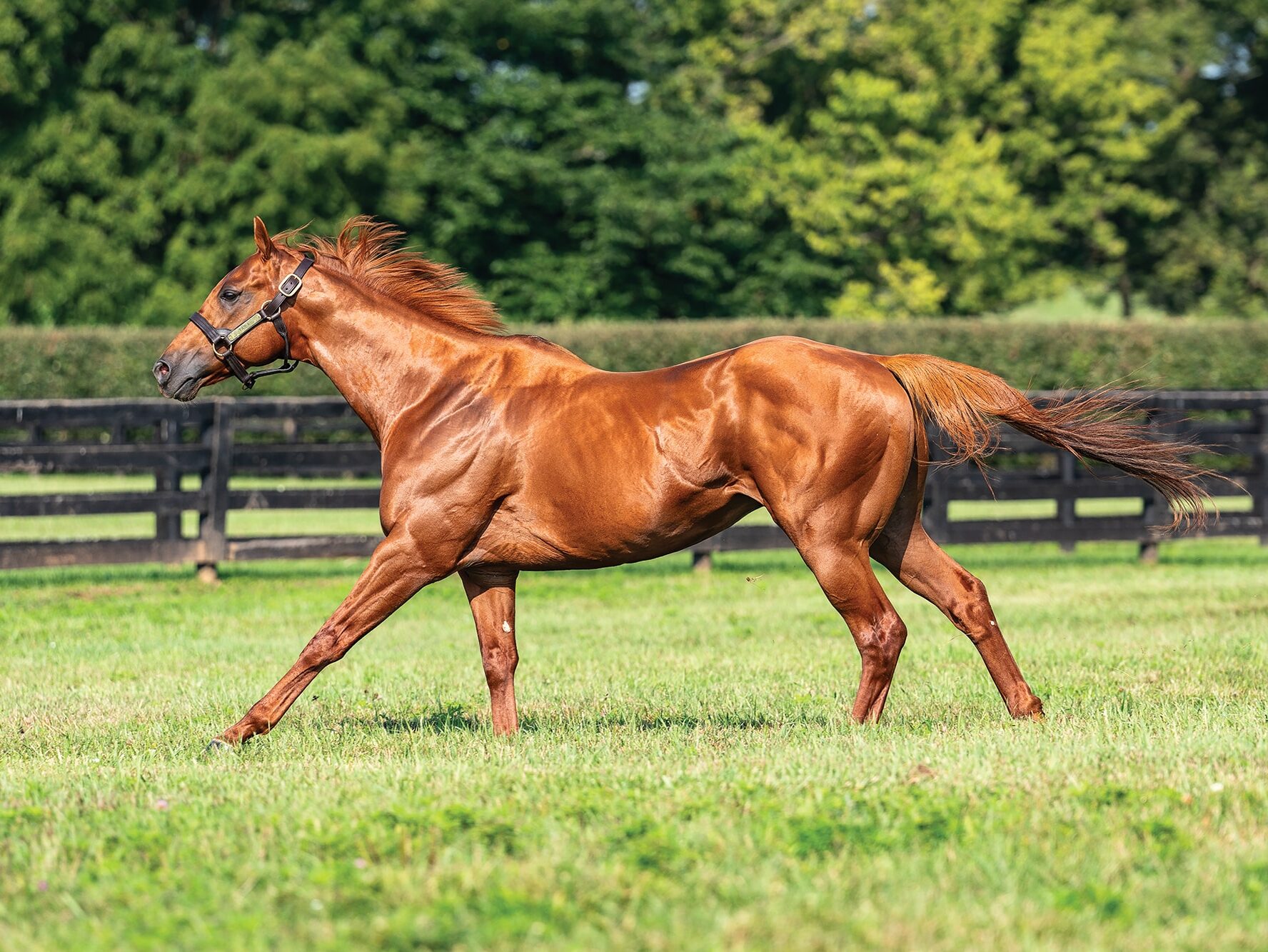 Taiba - Thoroughbred Stallion at Spendthrift Farm, KY