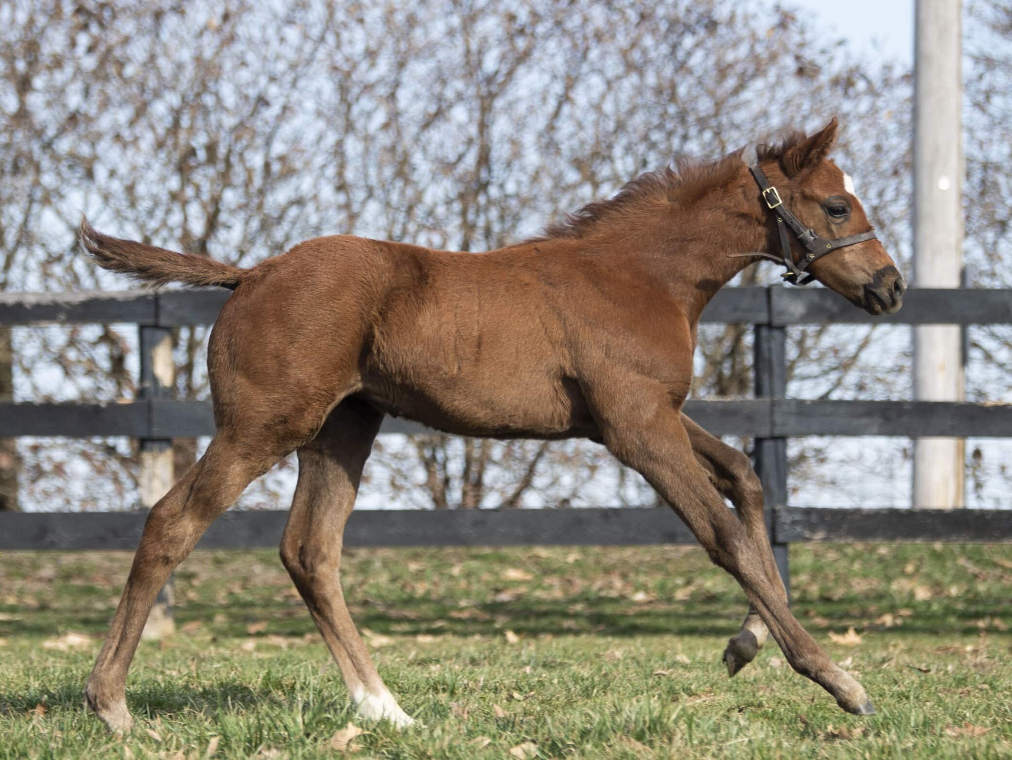 Taiba - Thoroughbred Stallion at Spendthrift Farm, KY