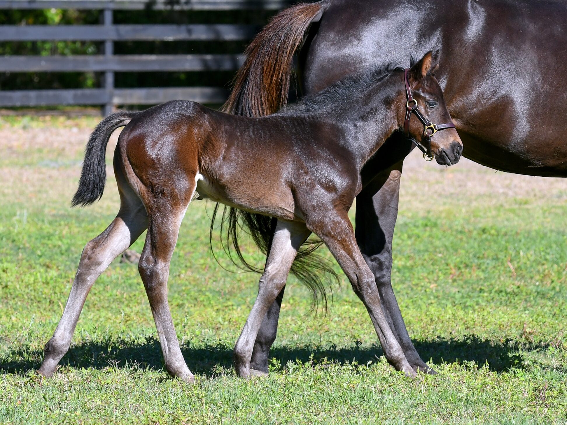 Zandon - Thoroughbred Stallion at Spendthrift Farm, KY